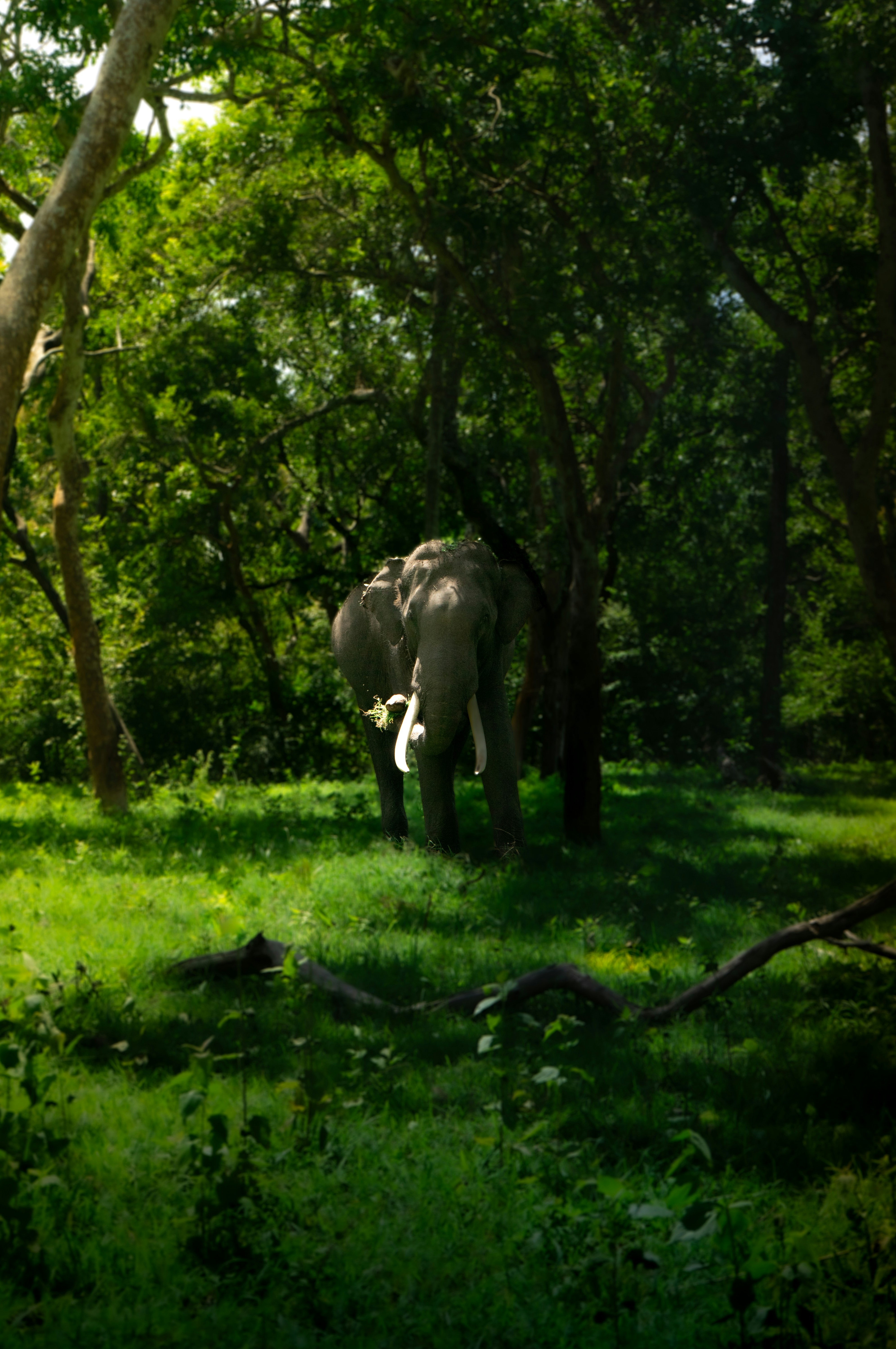 An indian elephant looking directly into the camera, with a shiny tusk and eating grass. Overall scene looks magical | An elephant stands amongst the trees in a jungle.