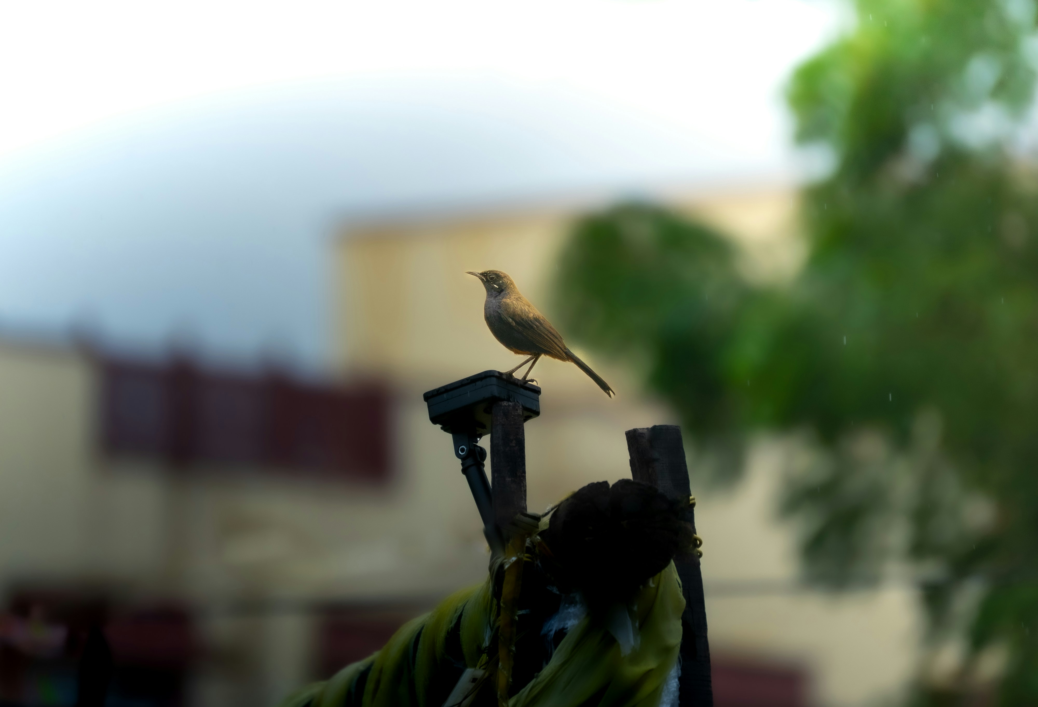 A Moment of Stillness: The Watchful Observer