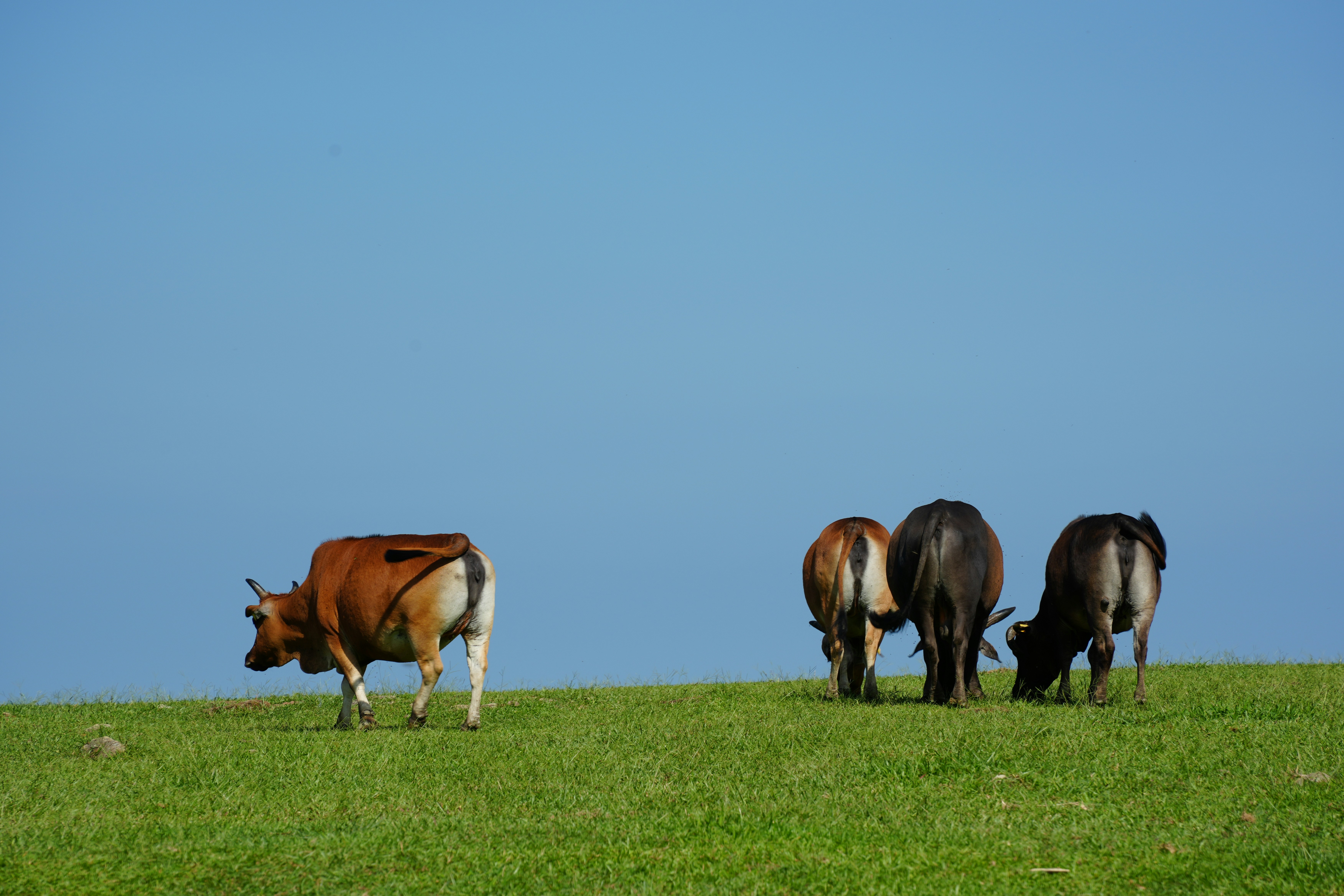 Four cows grazing peacefully on a lush green field under a clear blue sky.