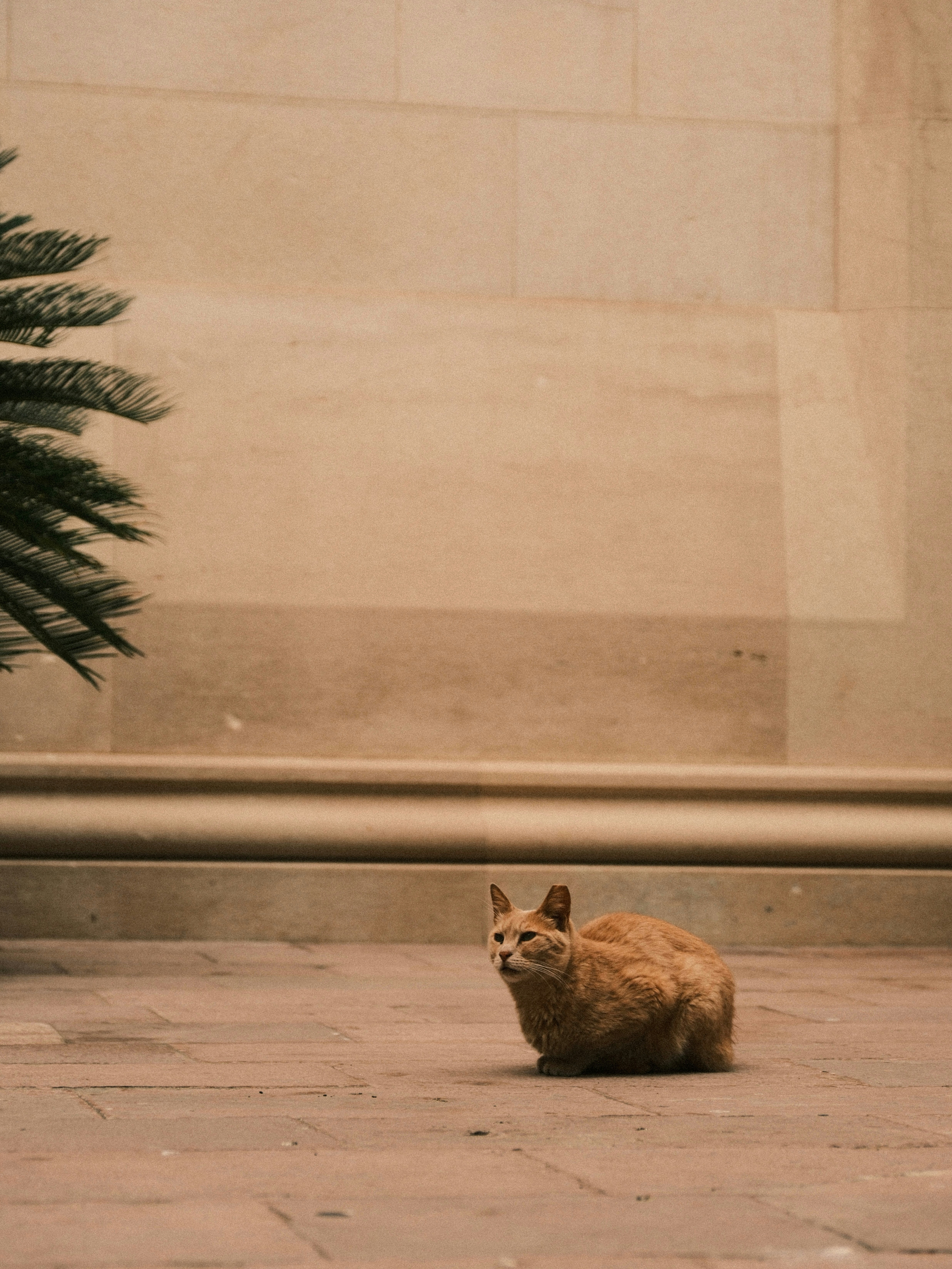 An orange cat sits calmly on a stone floor, framed by a lush palm leaf and a textured wall. The scene conveys a sense of peace and stillness.