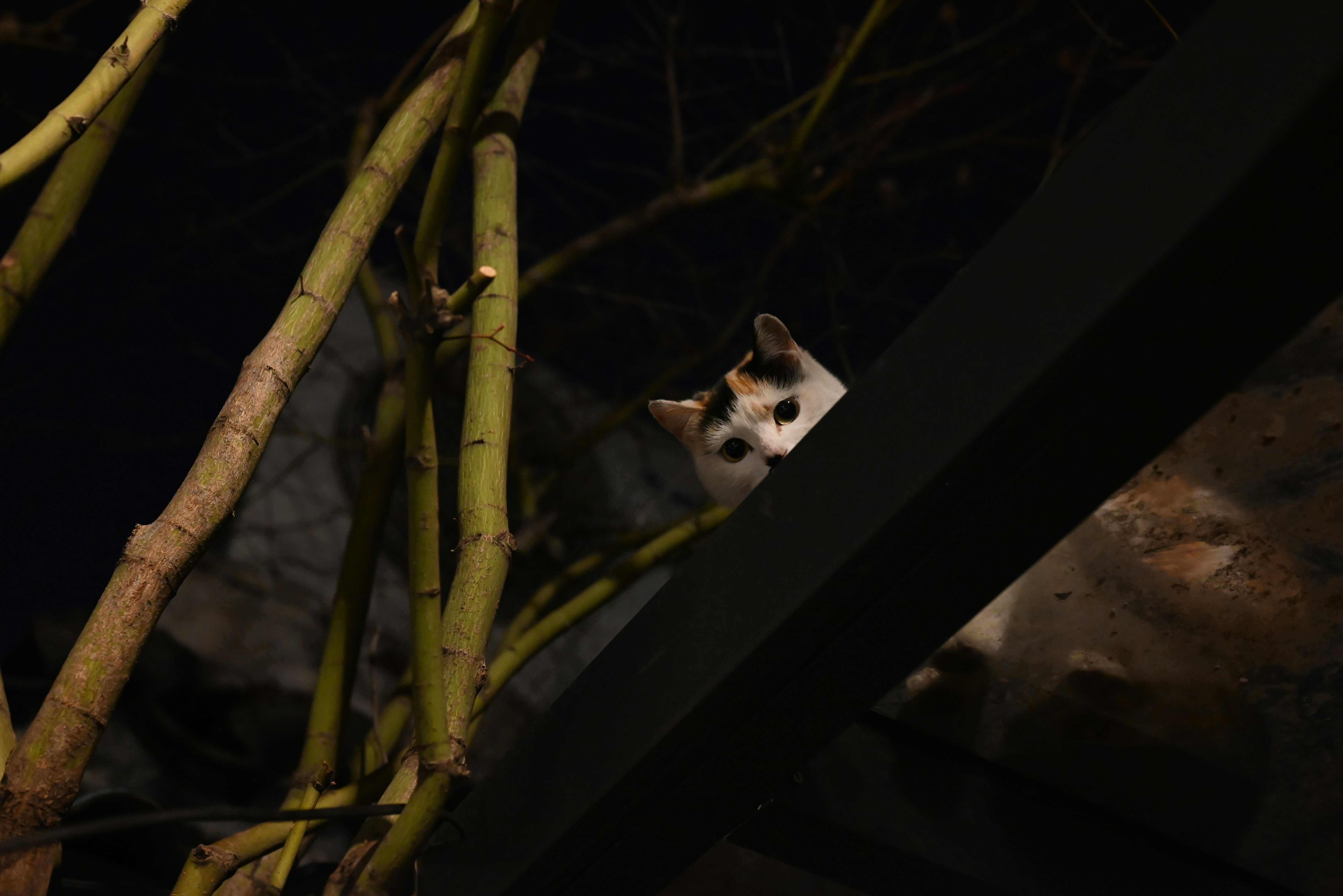 Whiskered Watcher: A Feline's Midnight Curiosity