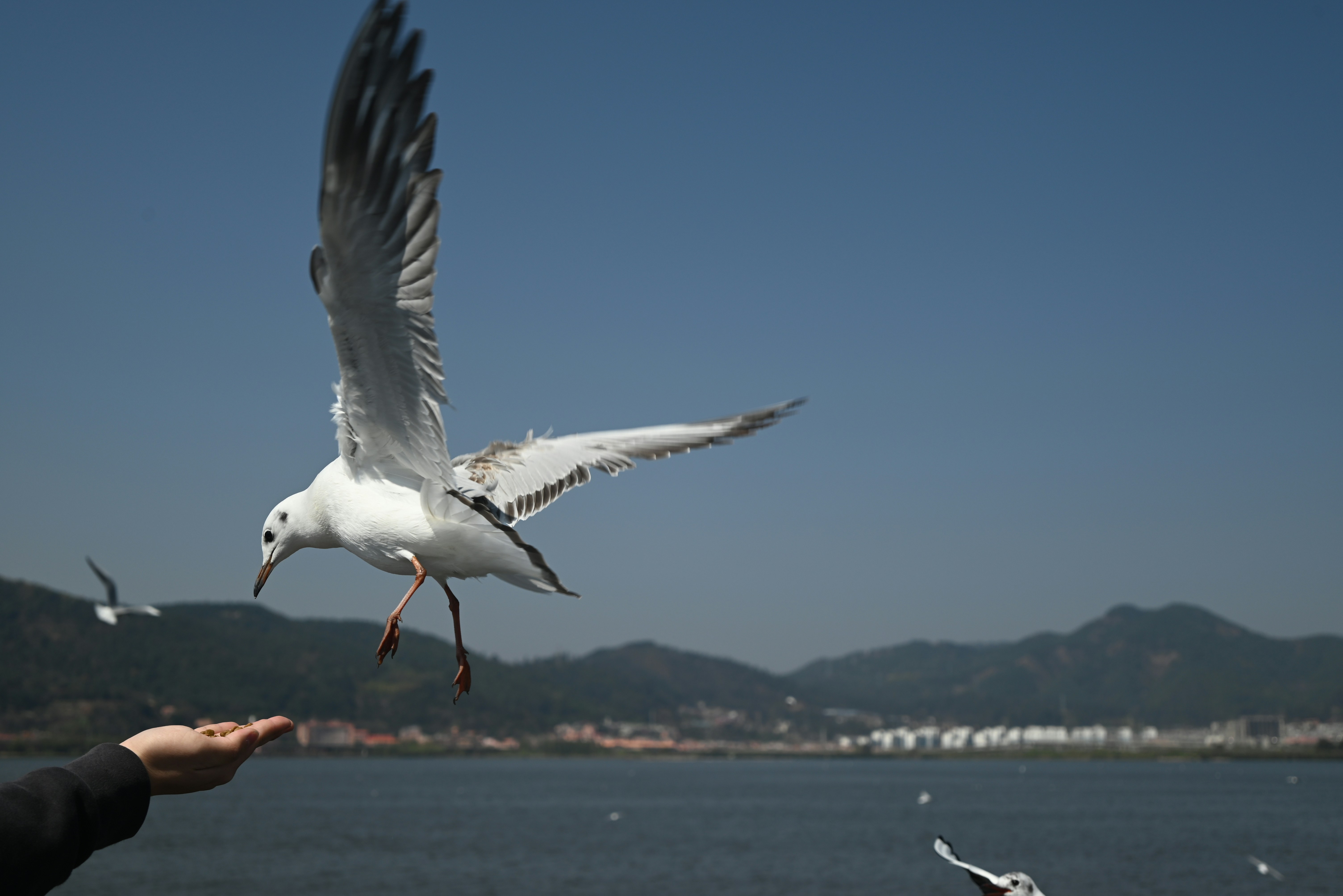 A Dance with Nature: The Seagull's Graceful Descent
