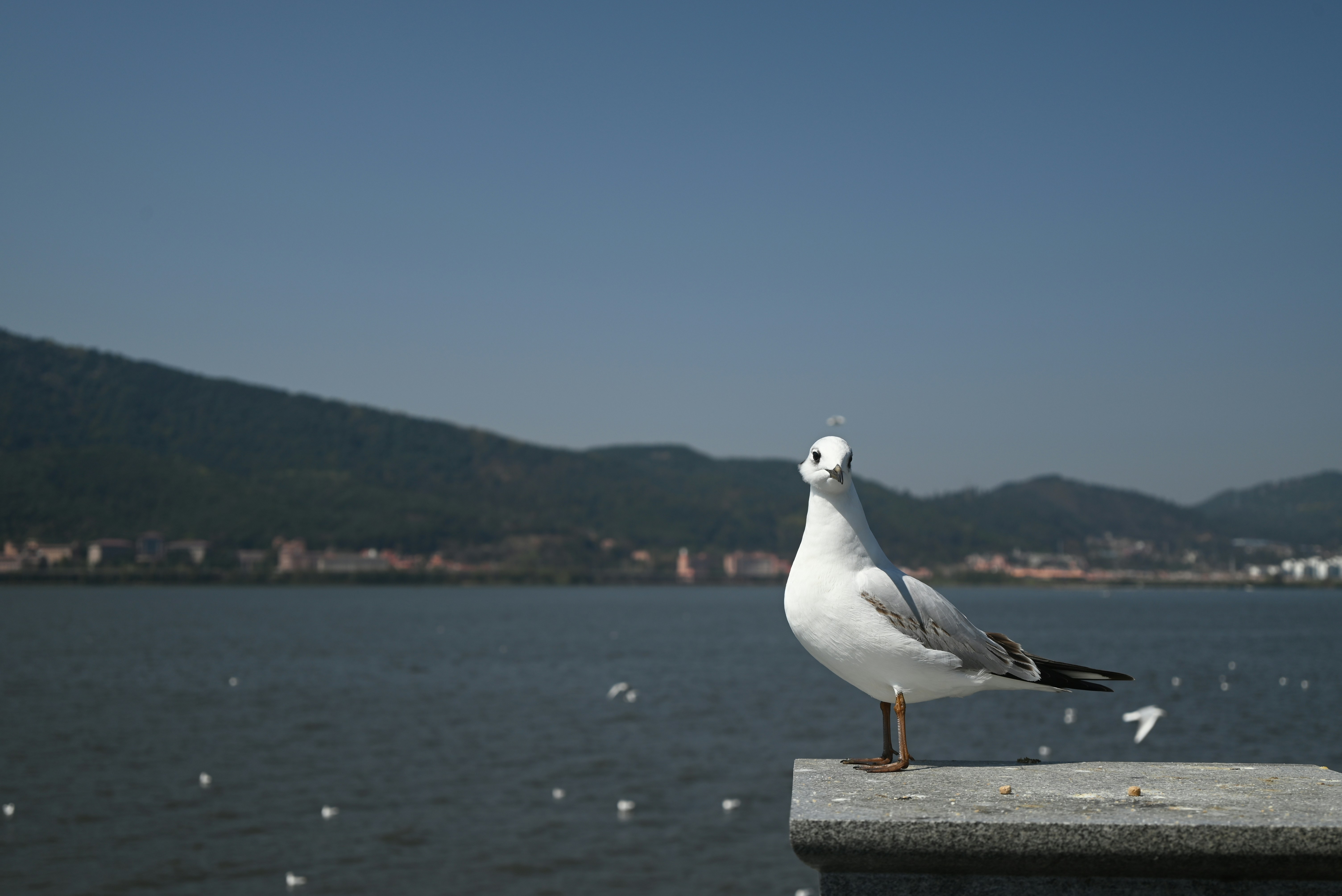 A seagull perched on a stone ledge overlooking a tranquil body of water, with distant hills framing the horizon.