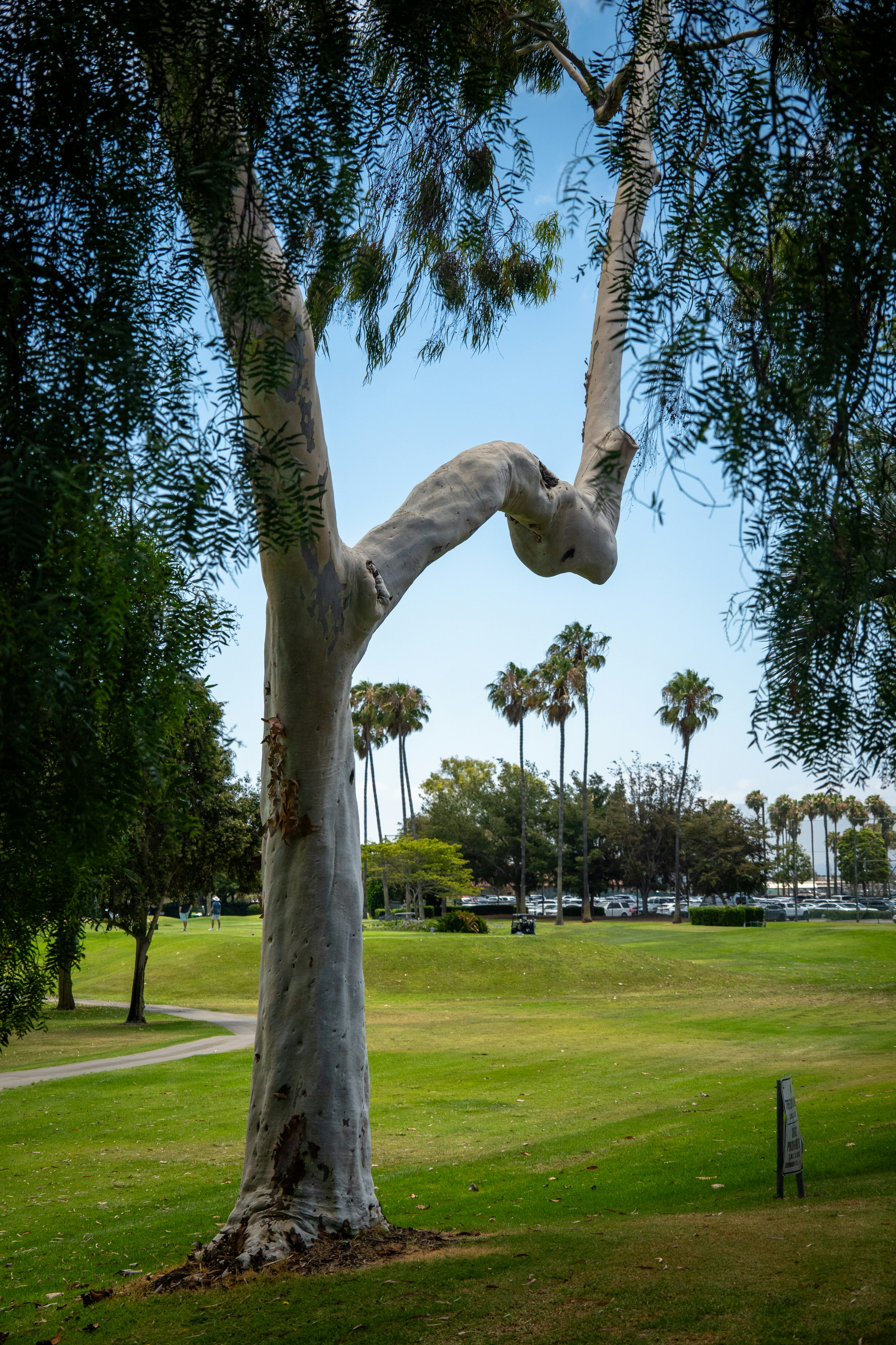The Twisted Sentinel: Nature's Sculpted Art