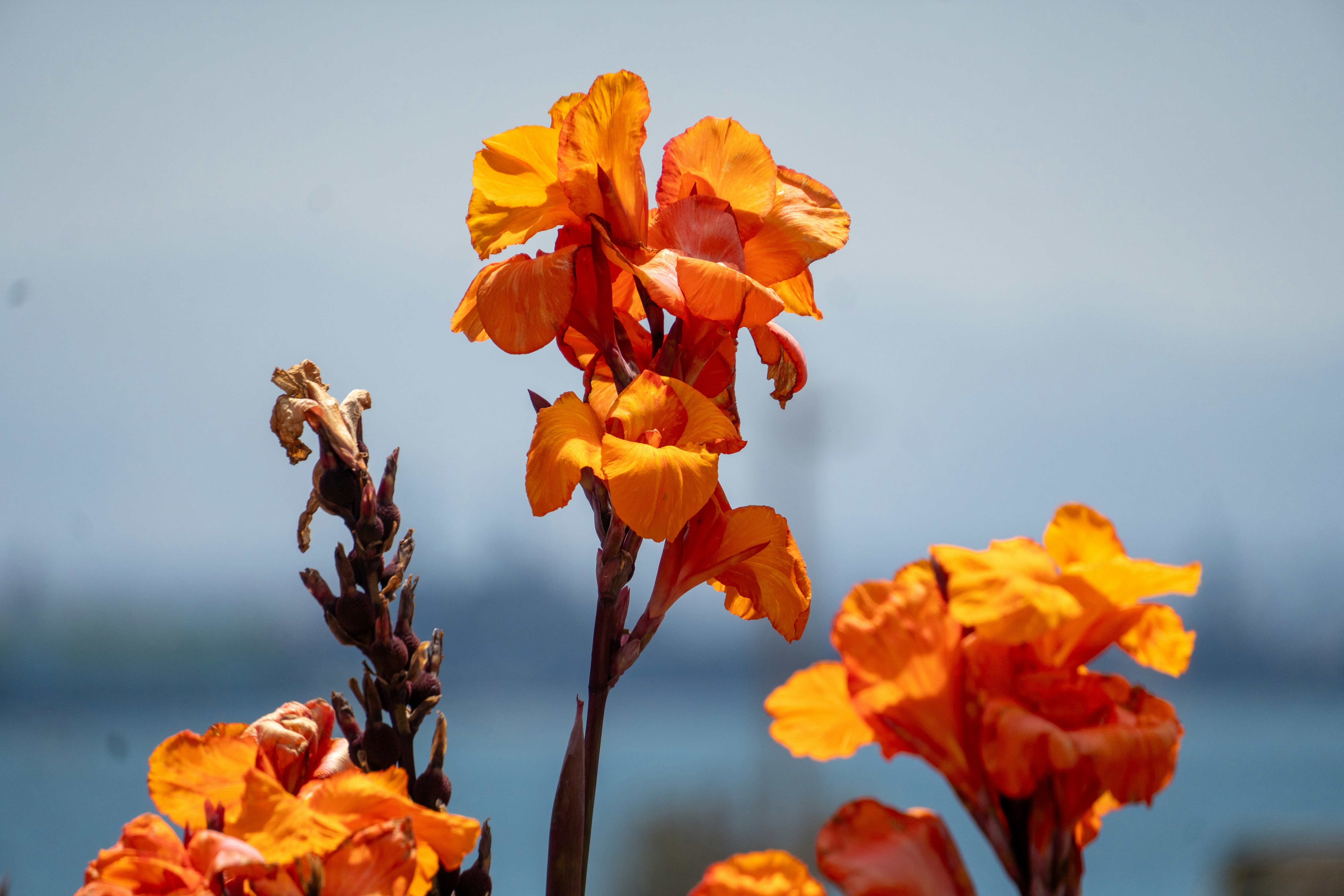 Vibrant Blooms Against a Serene Backdrop