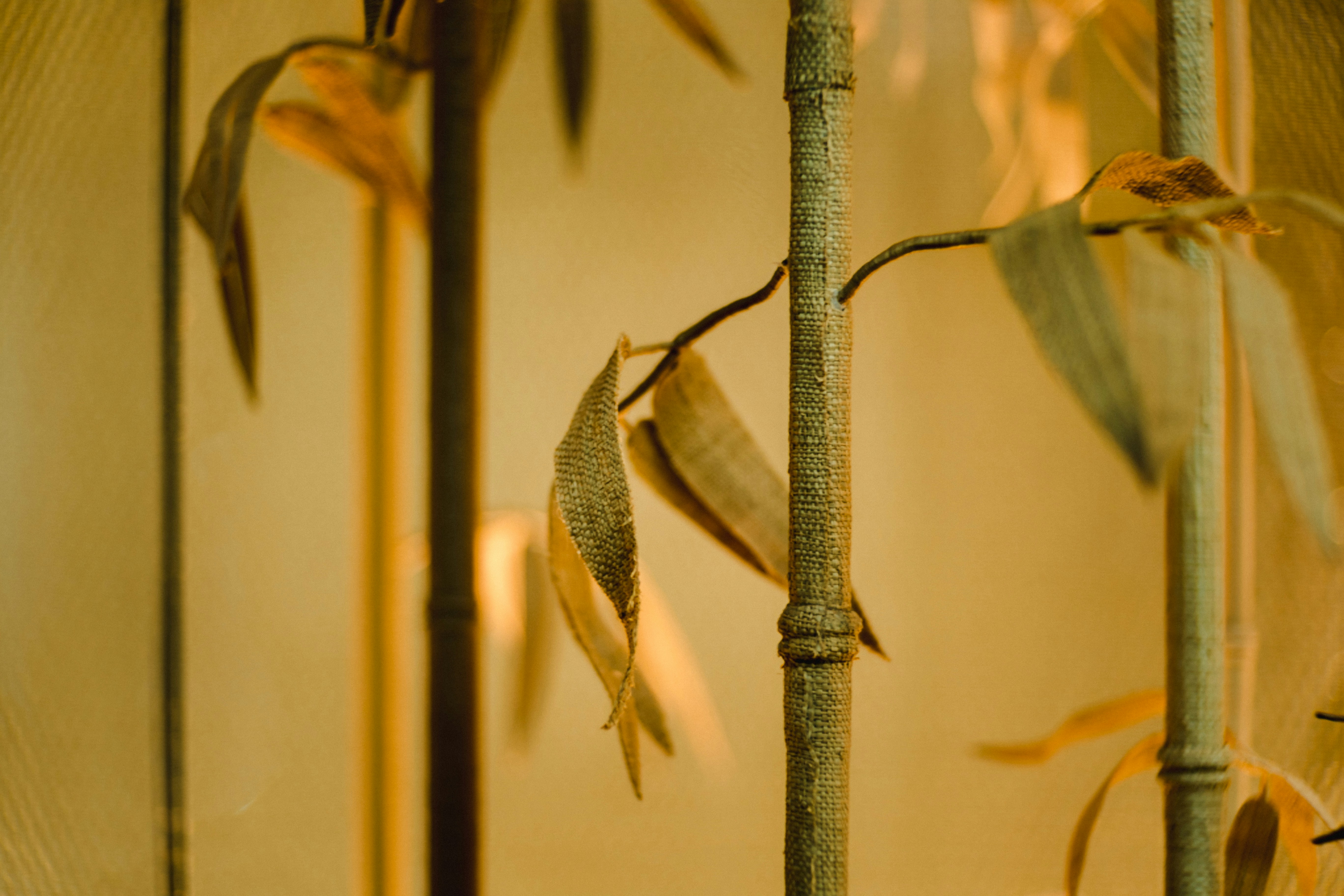 Bamboo stalks with dry, yellowing leaves.