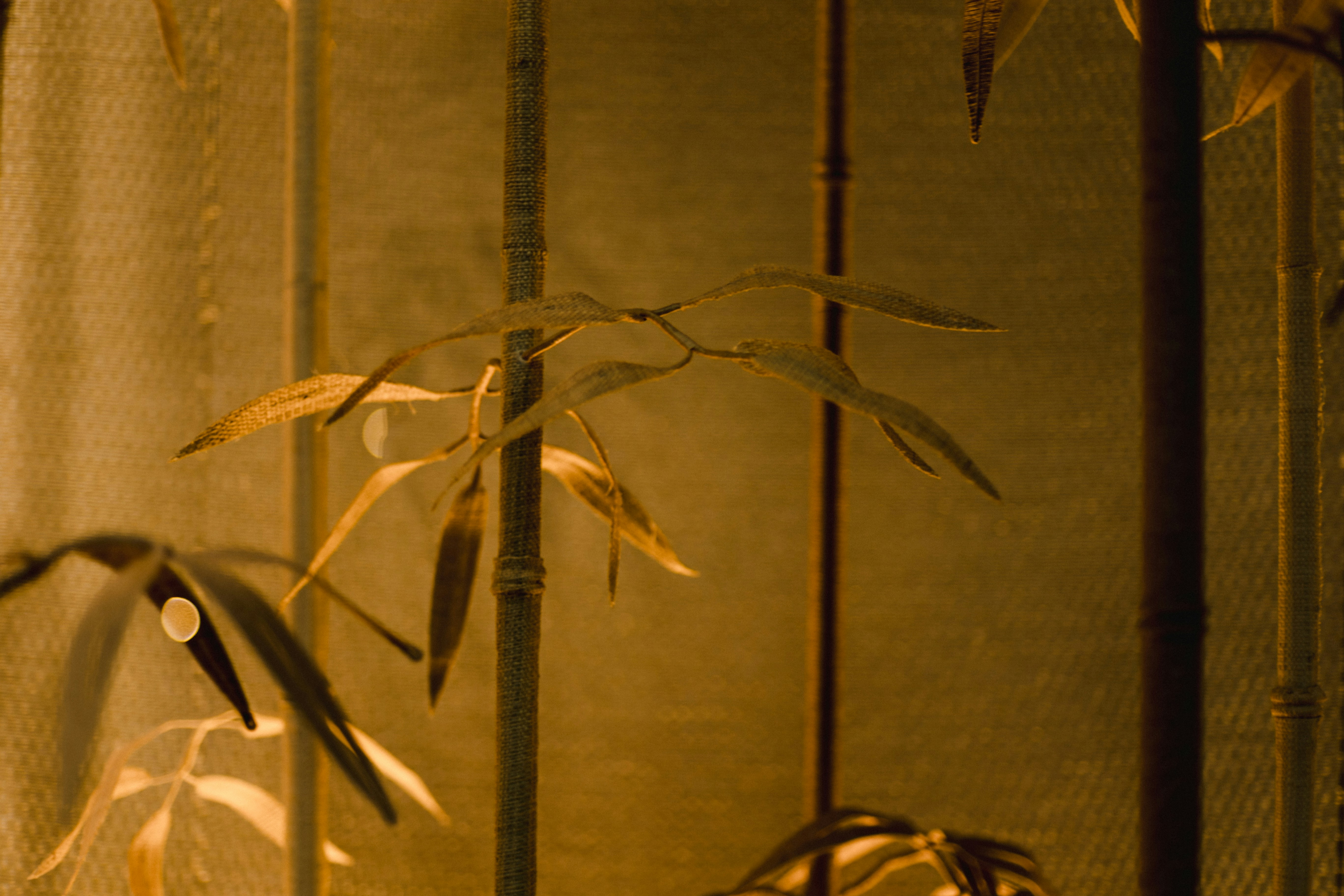 Whispers of Golden Bamboo
