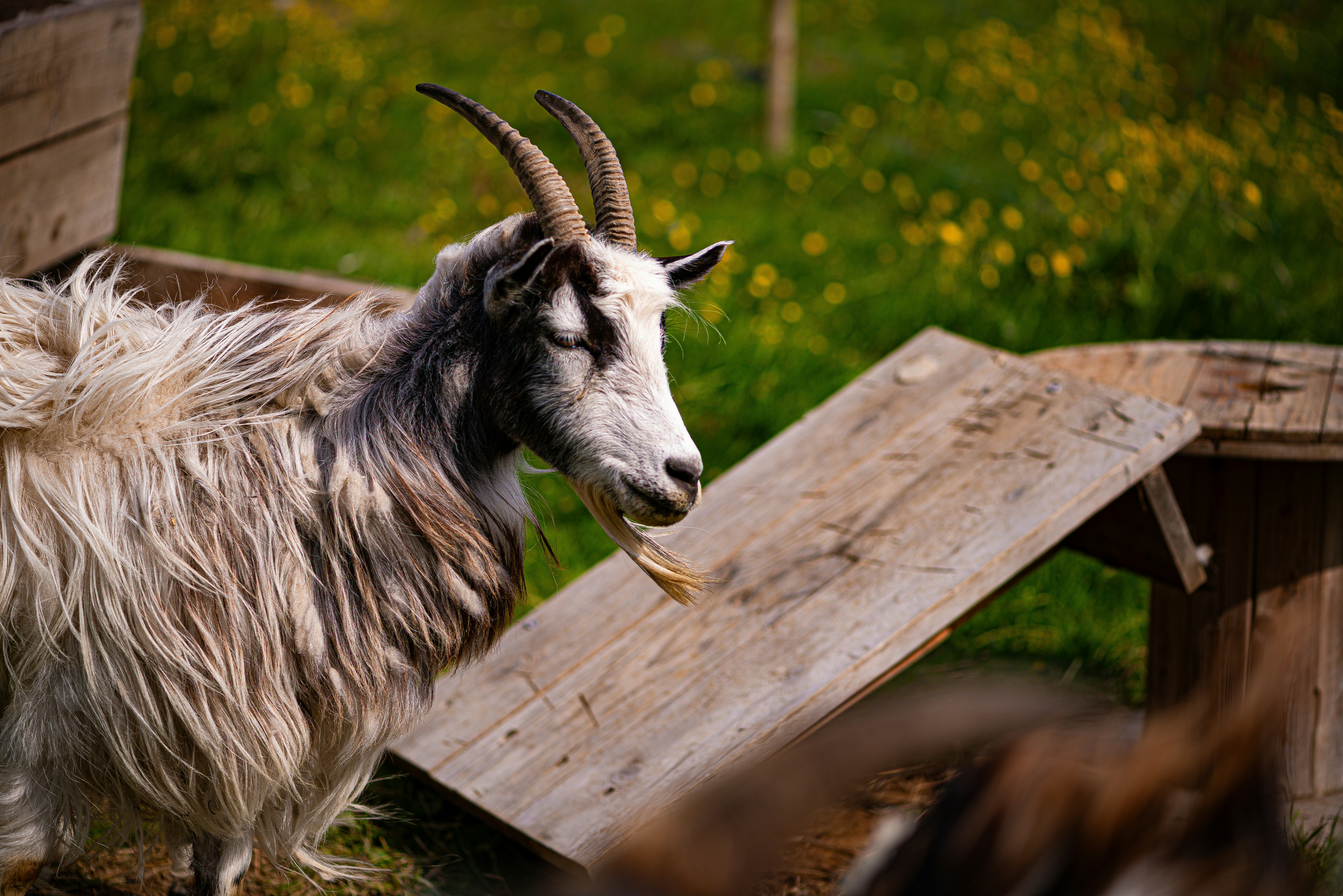 A fluffy goat stands near a wooden structure. photo – Free Animal Image ...
