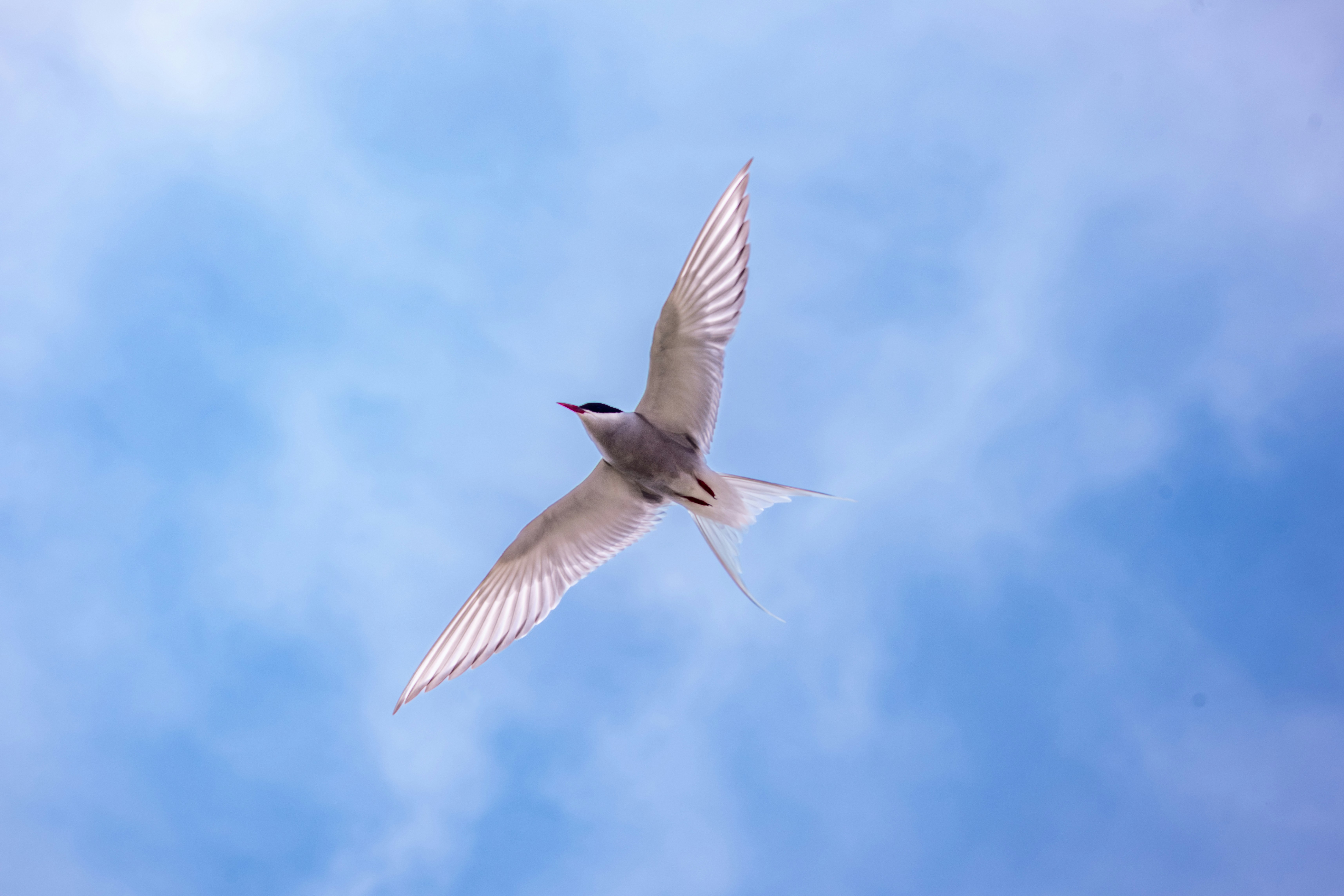Elegance in Flight: The Soaring Tern