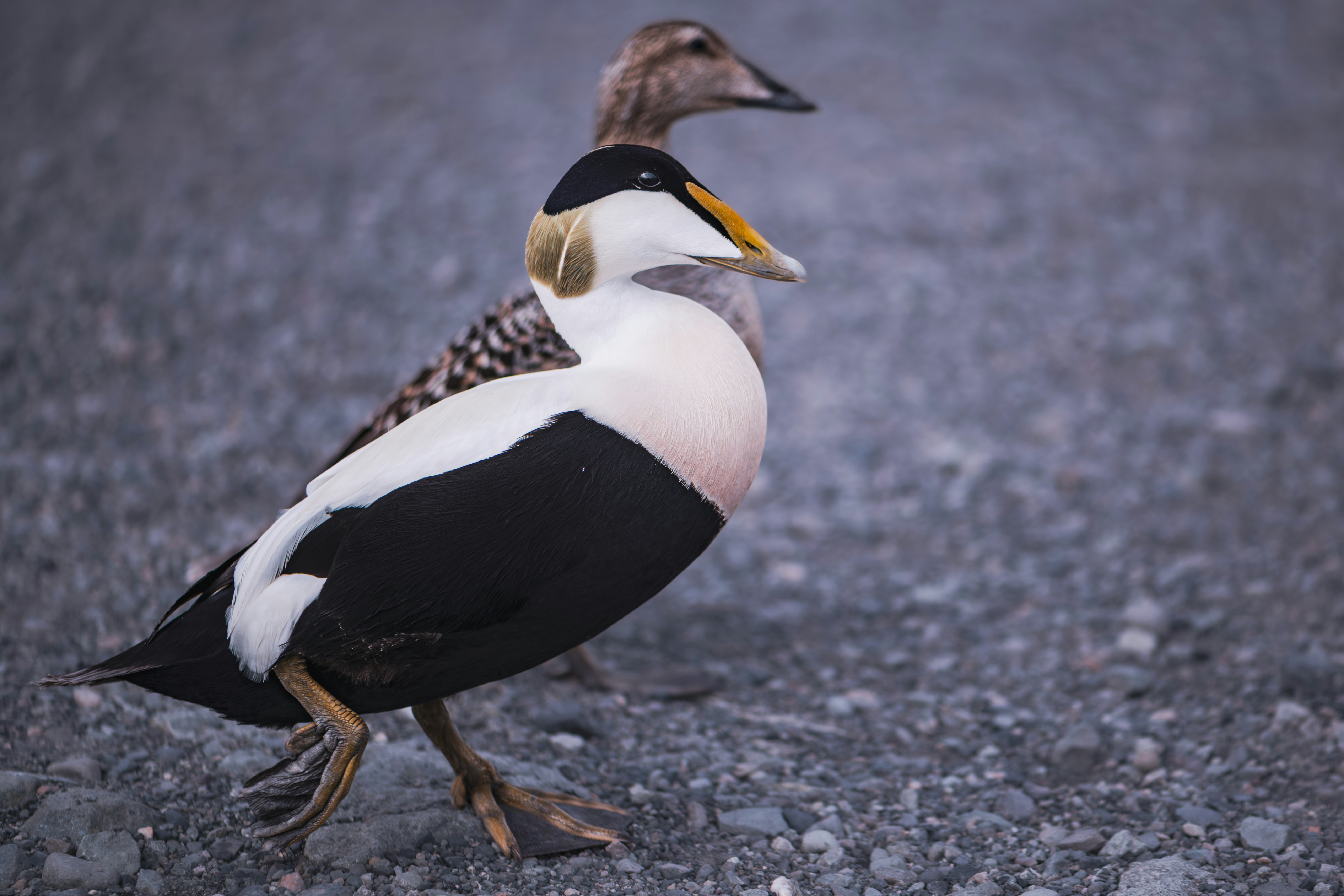 Elegant Duo: The Eider's Stroll