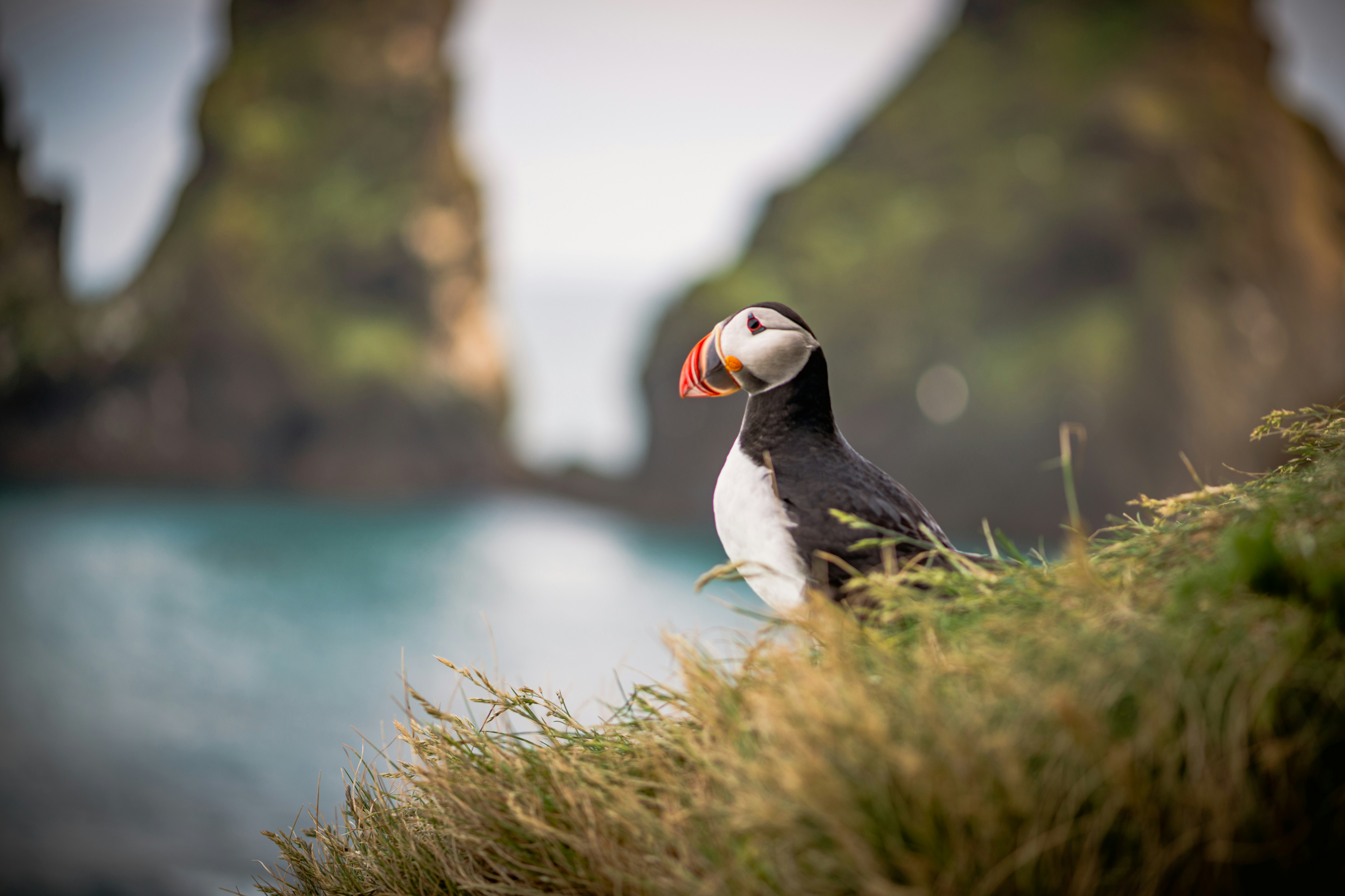 The Coastal Guardian: A Puffin's Watchful Gaze