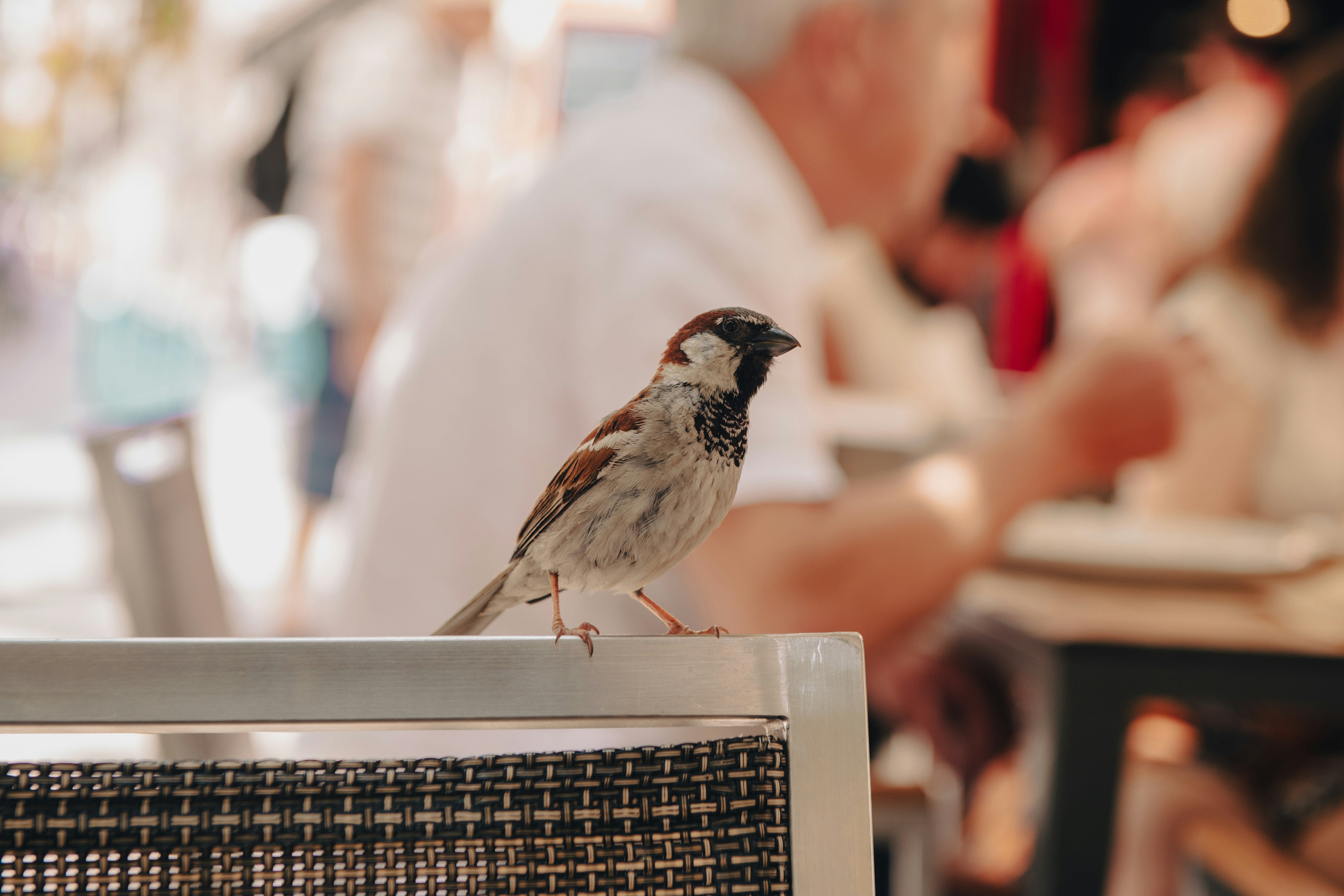 Cafe Sparrow: A Tiny Perch on a Woven Chair
