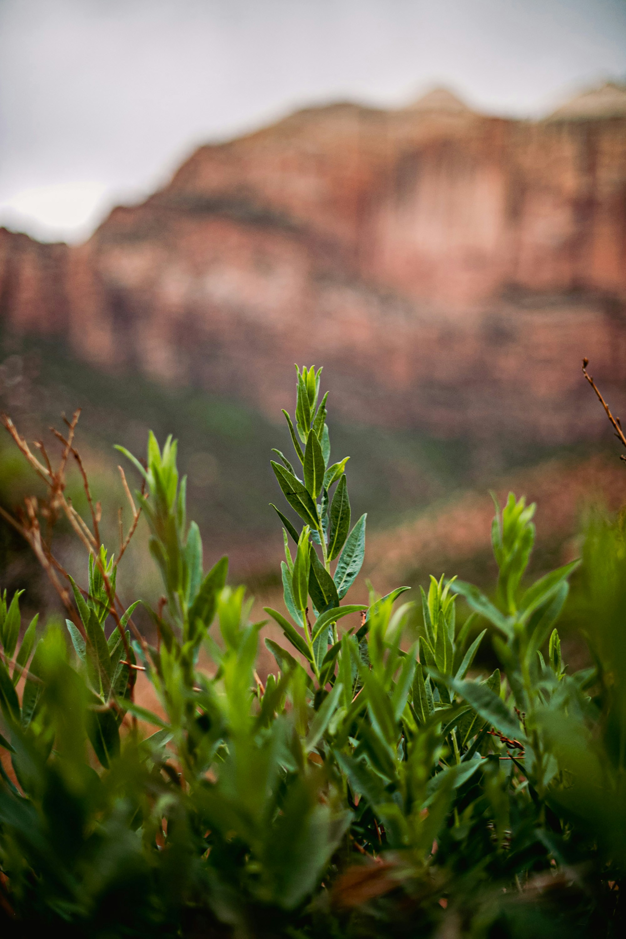 Green plants and a blurred, reddish mountain.