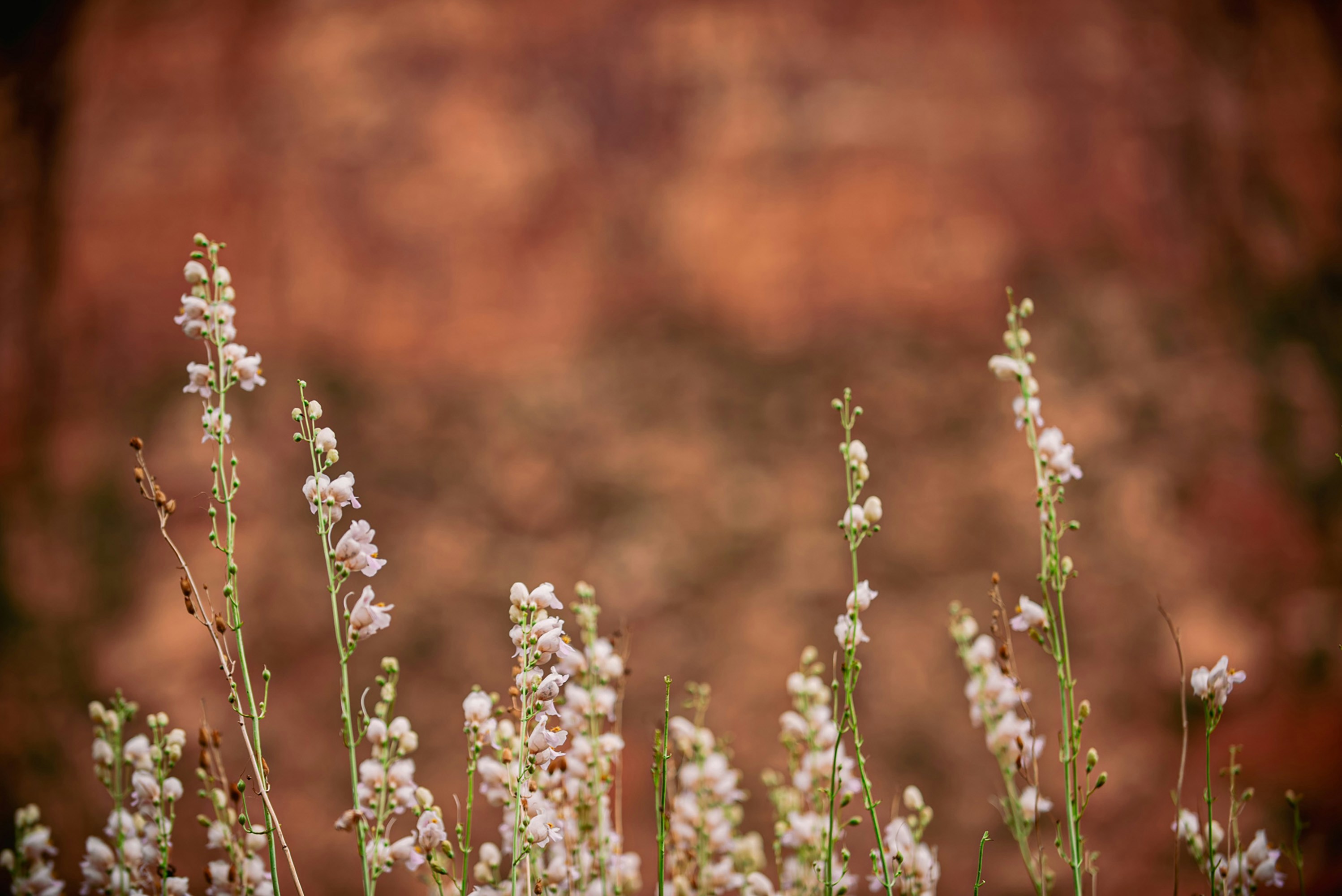 White flowers grow against a warm, blurry background.