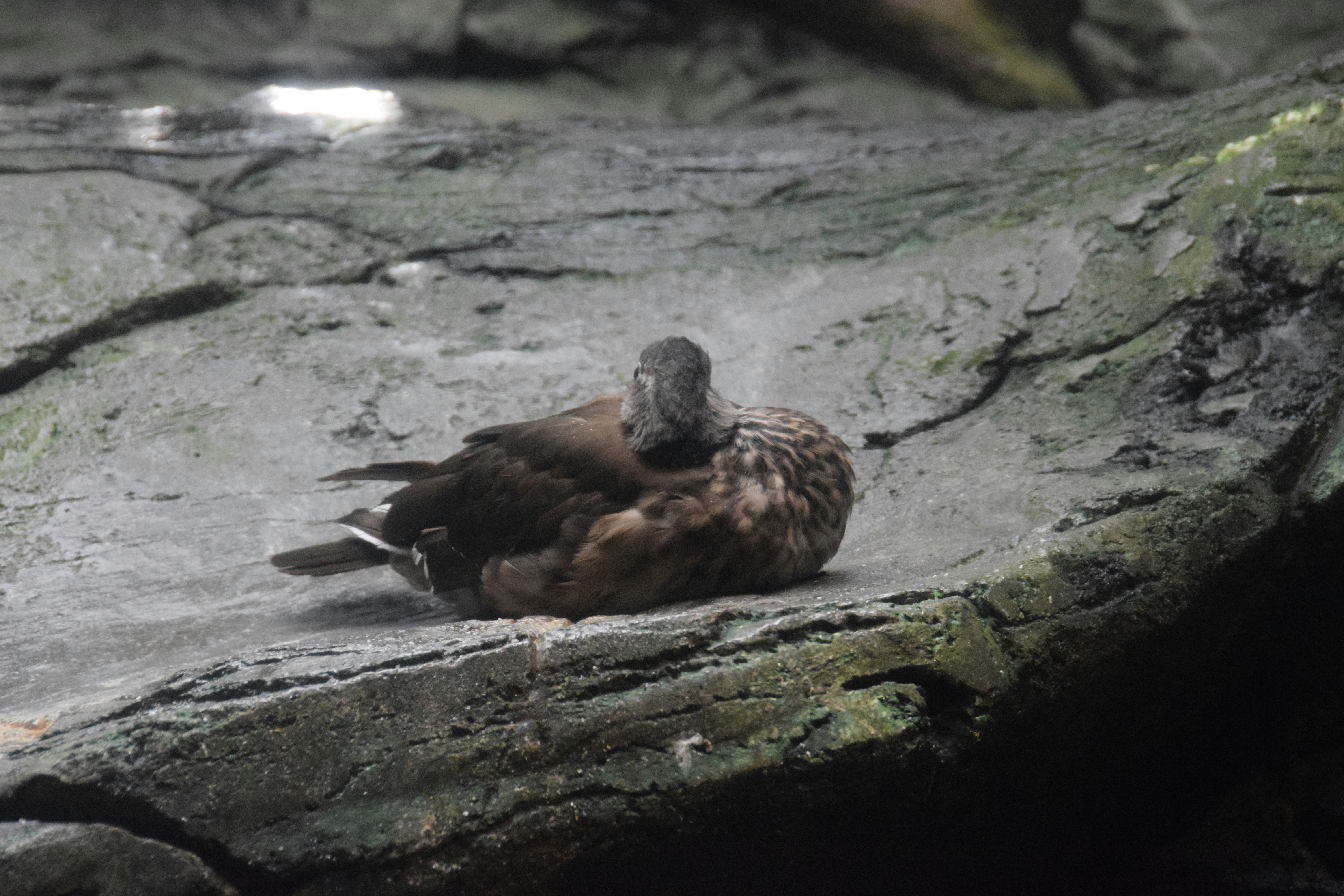 Japan Trip 2025 | A duck rests on a rock surface.