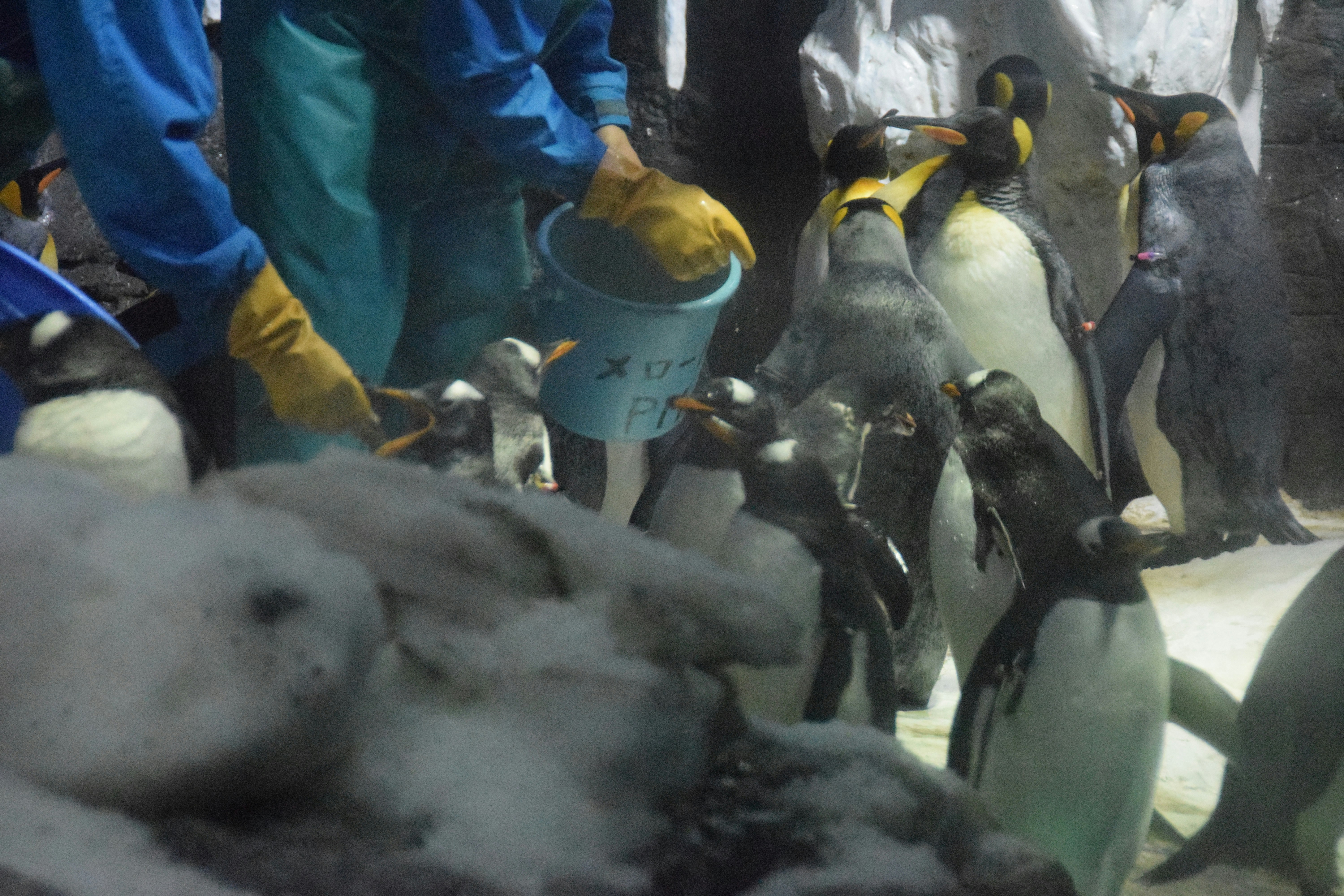 Japan Trip 2025 | Penguins are being fed by a person.