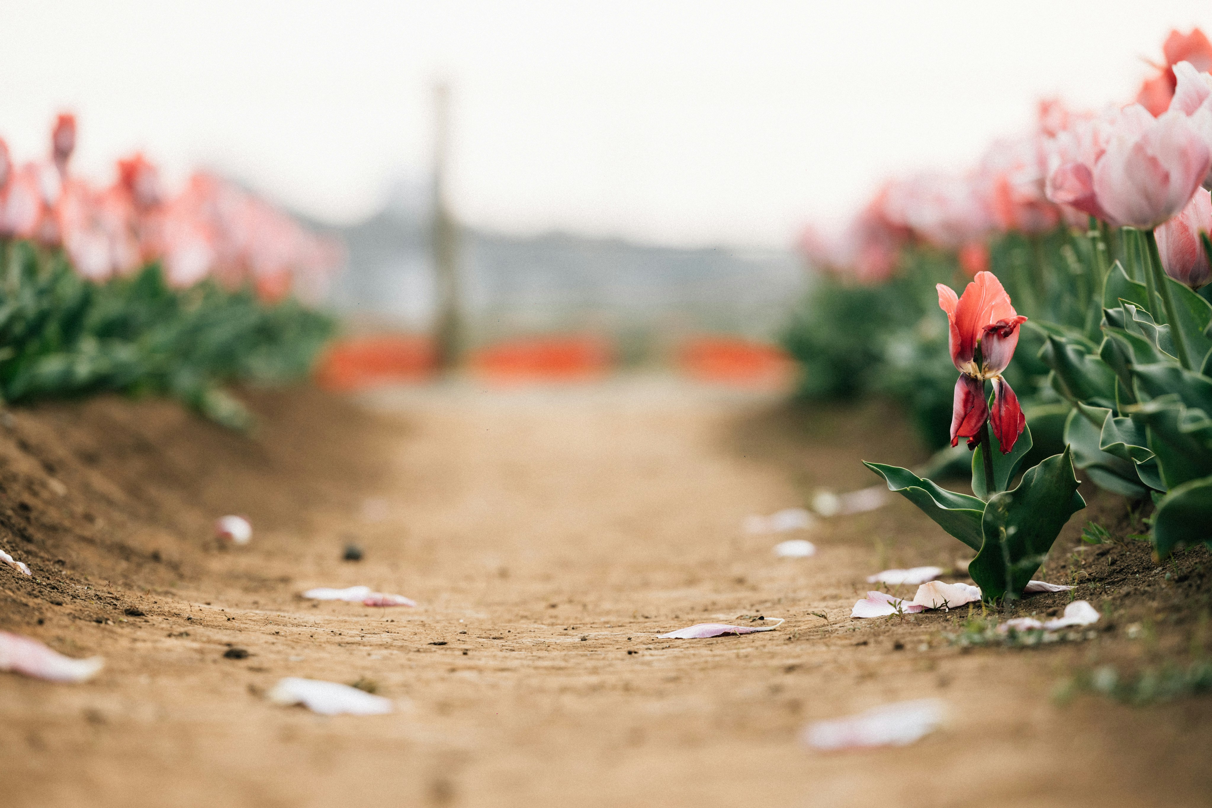 A dirt path leads through rows of tulips. photo – Free Japan Image on ...