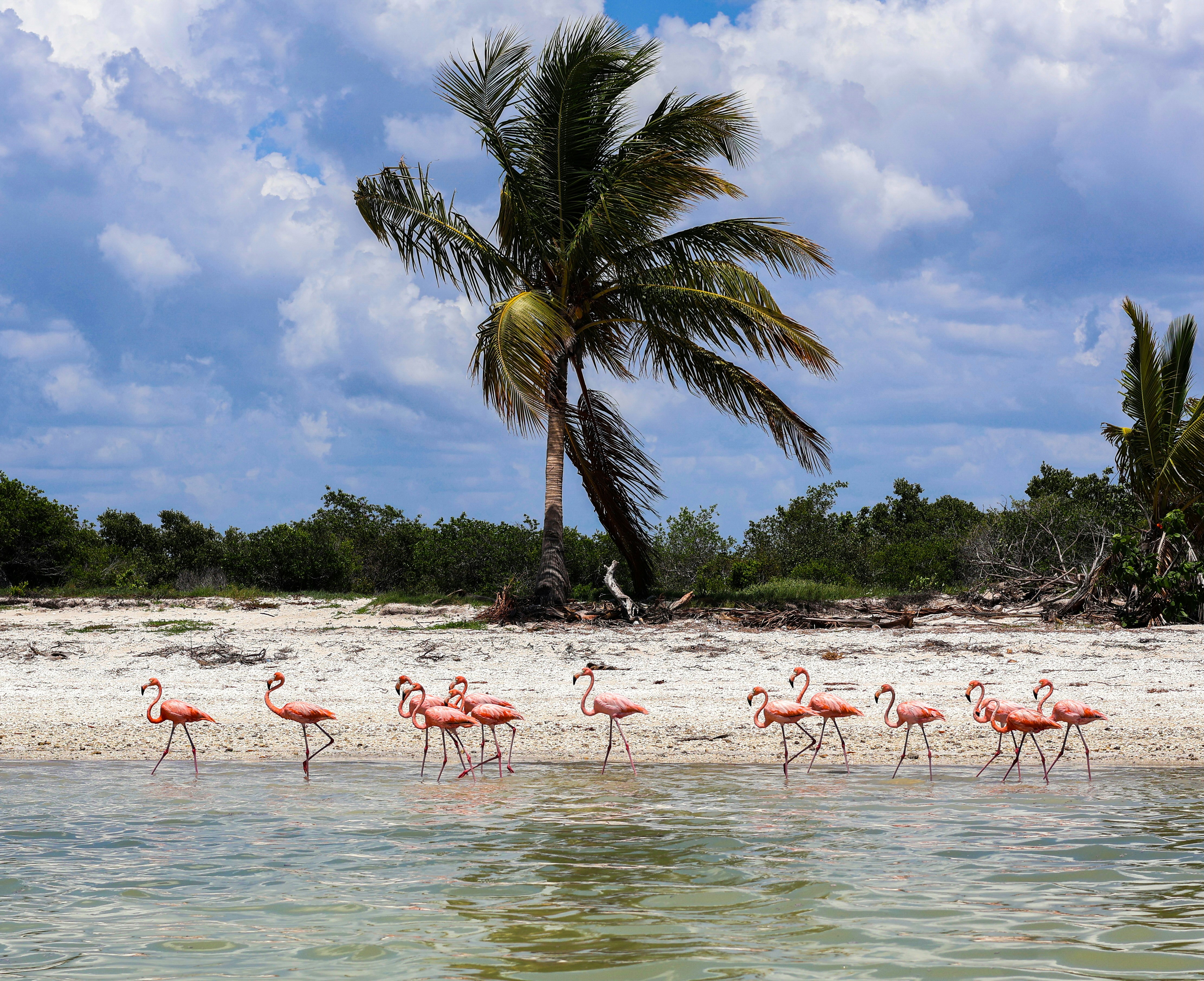 Flamingo Parade Under Tropical Skies