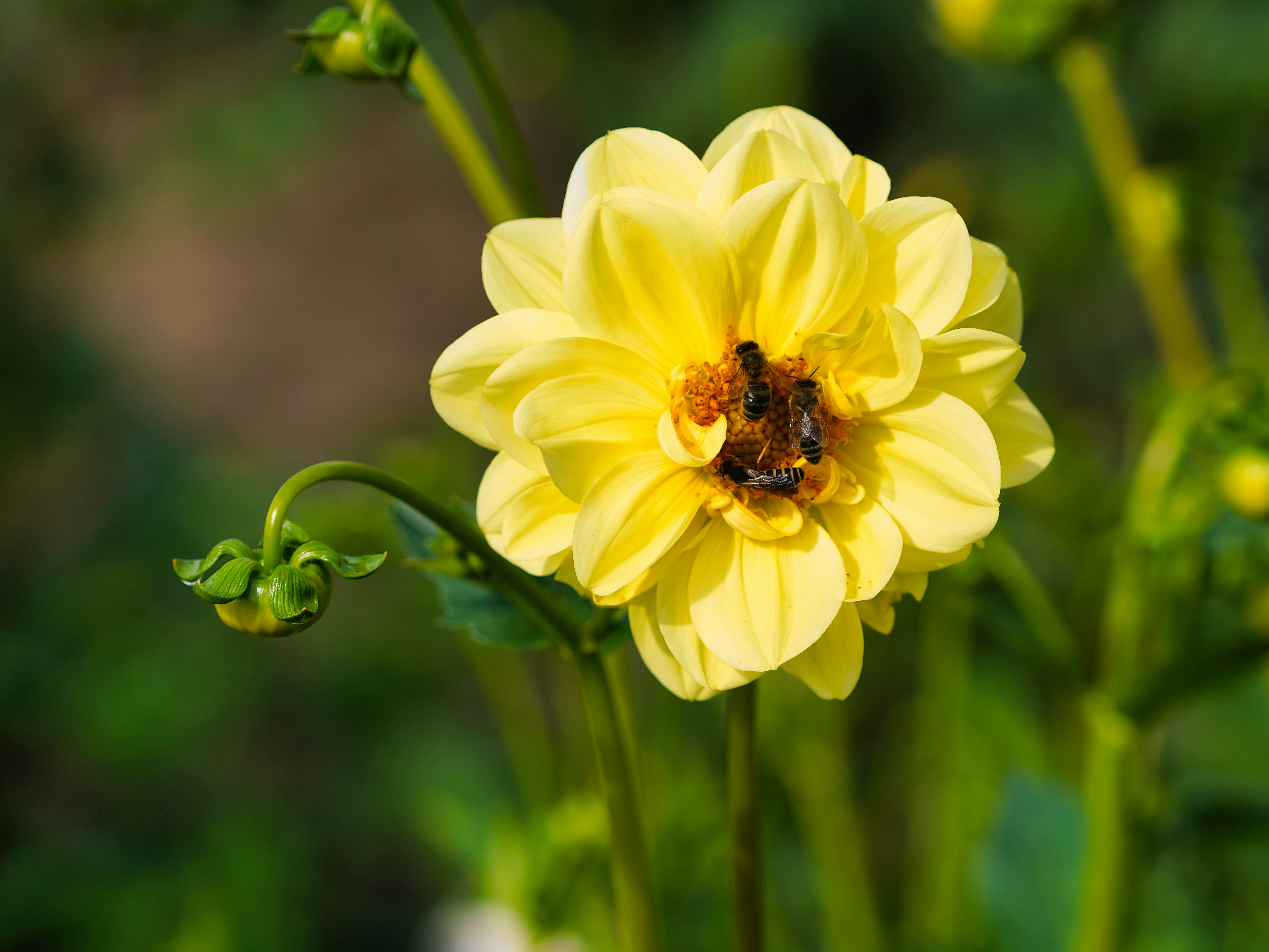 Golden Harmony: Nature's Pollinators at Work