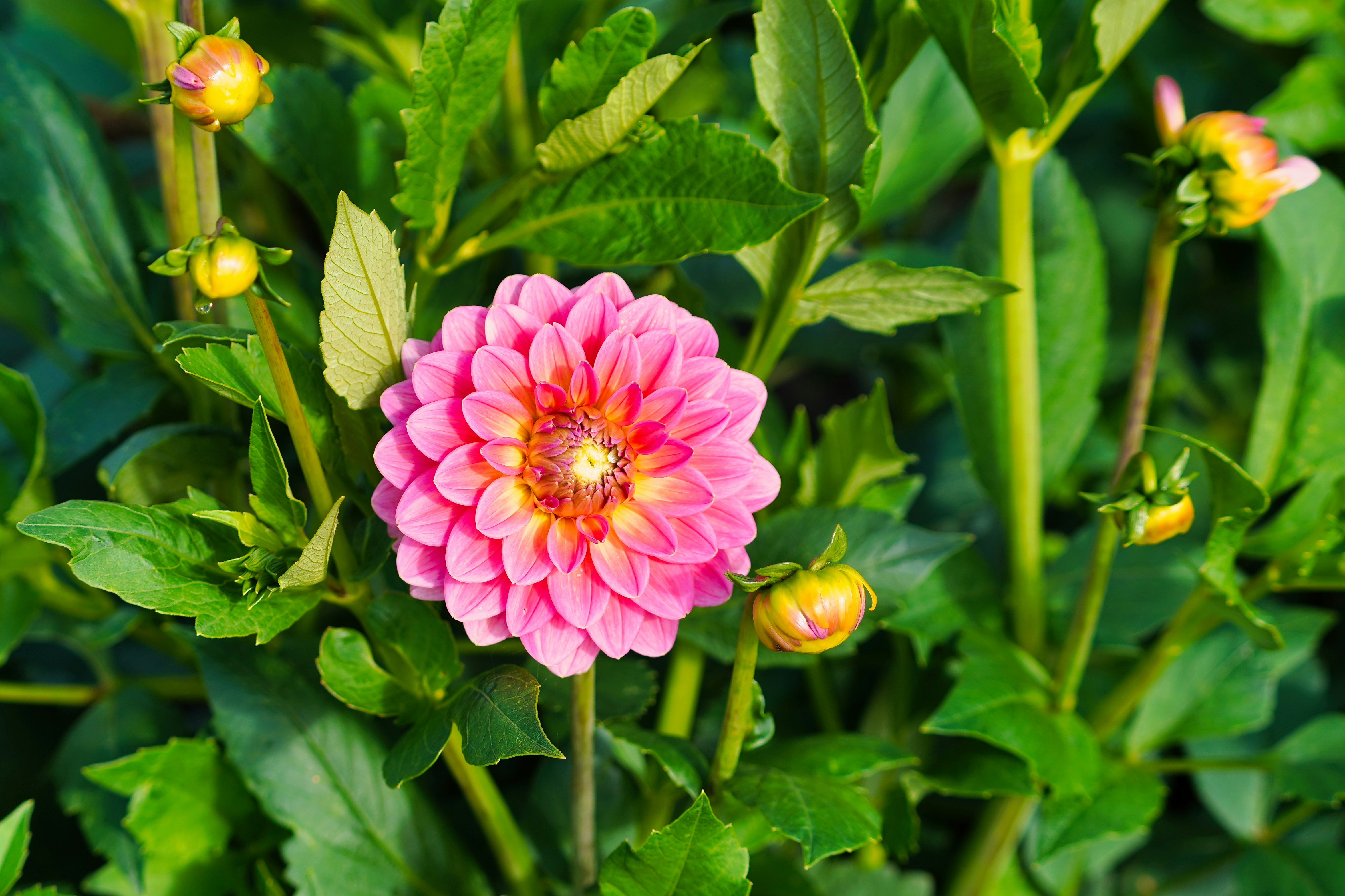 A pink dahlia blooms beautifully among green leaves.