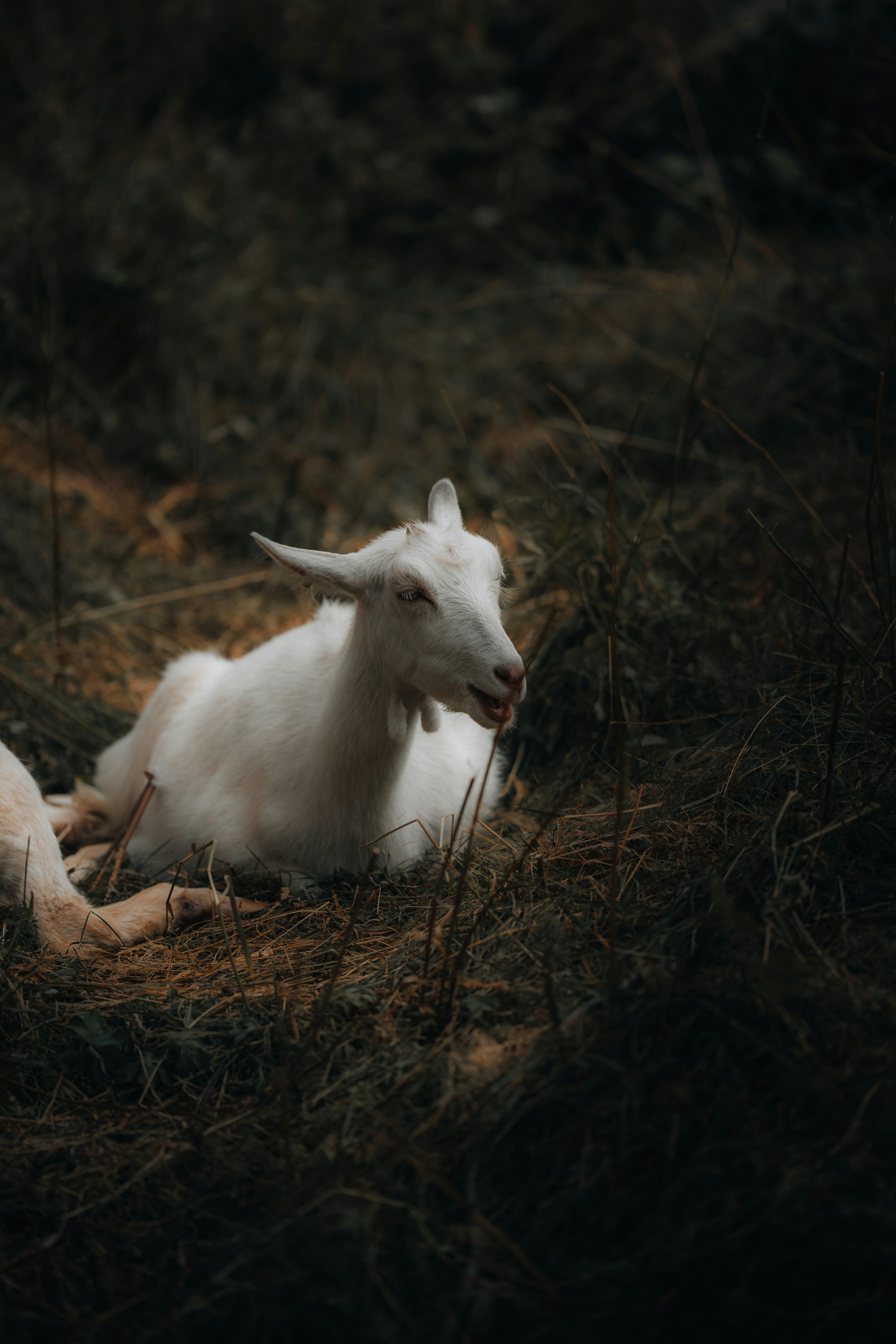 A white goat is resting in the grassy field.