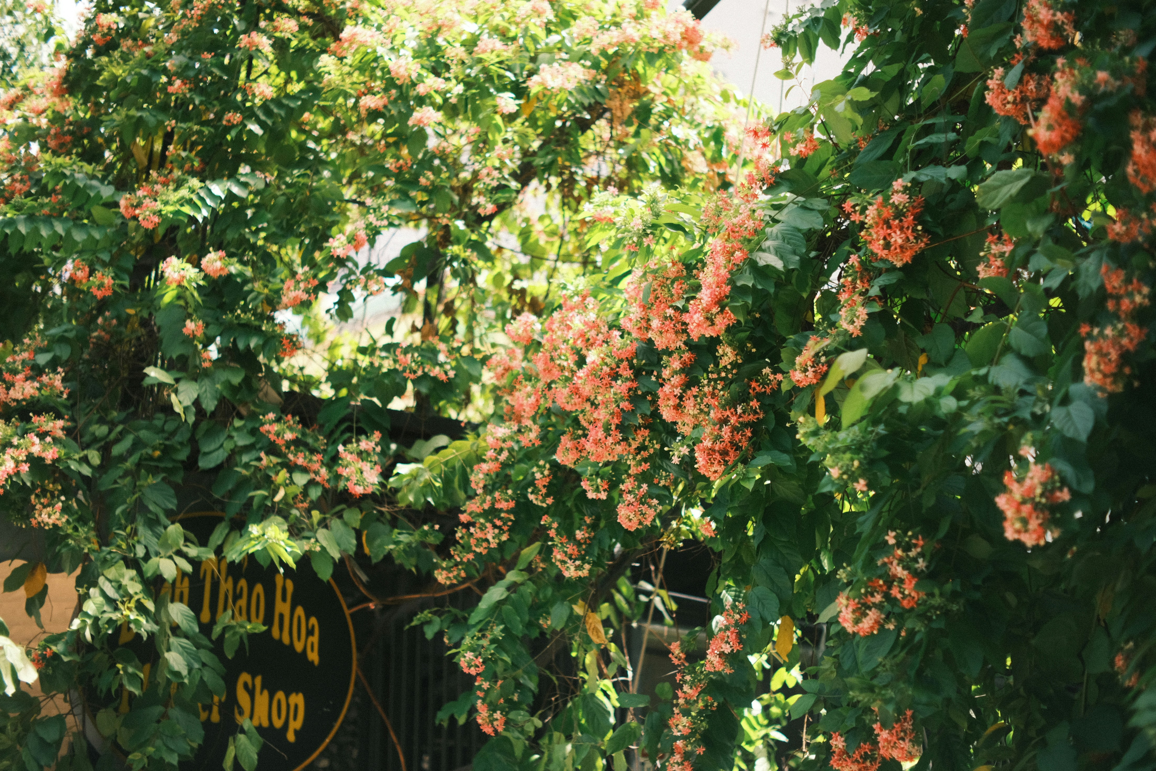 Floral Embrace: A Hidden Gem in Nature
