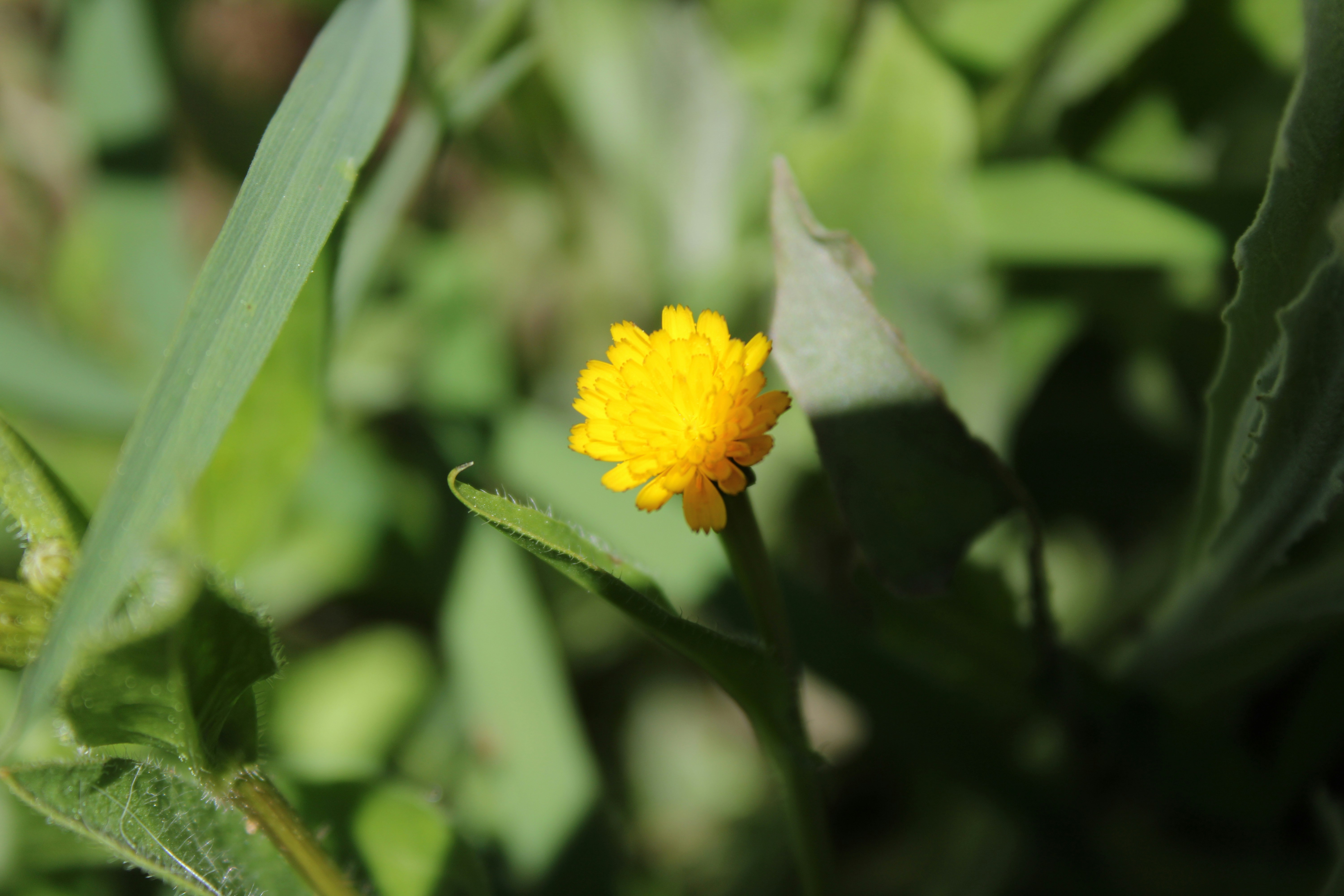 Sunlit Blossom Amidst Greenery