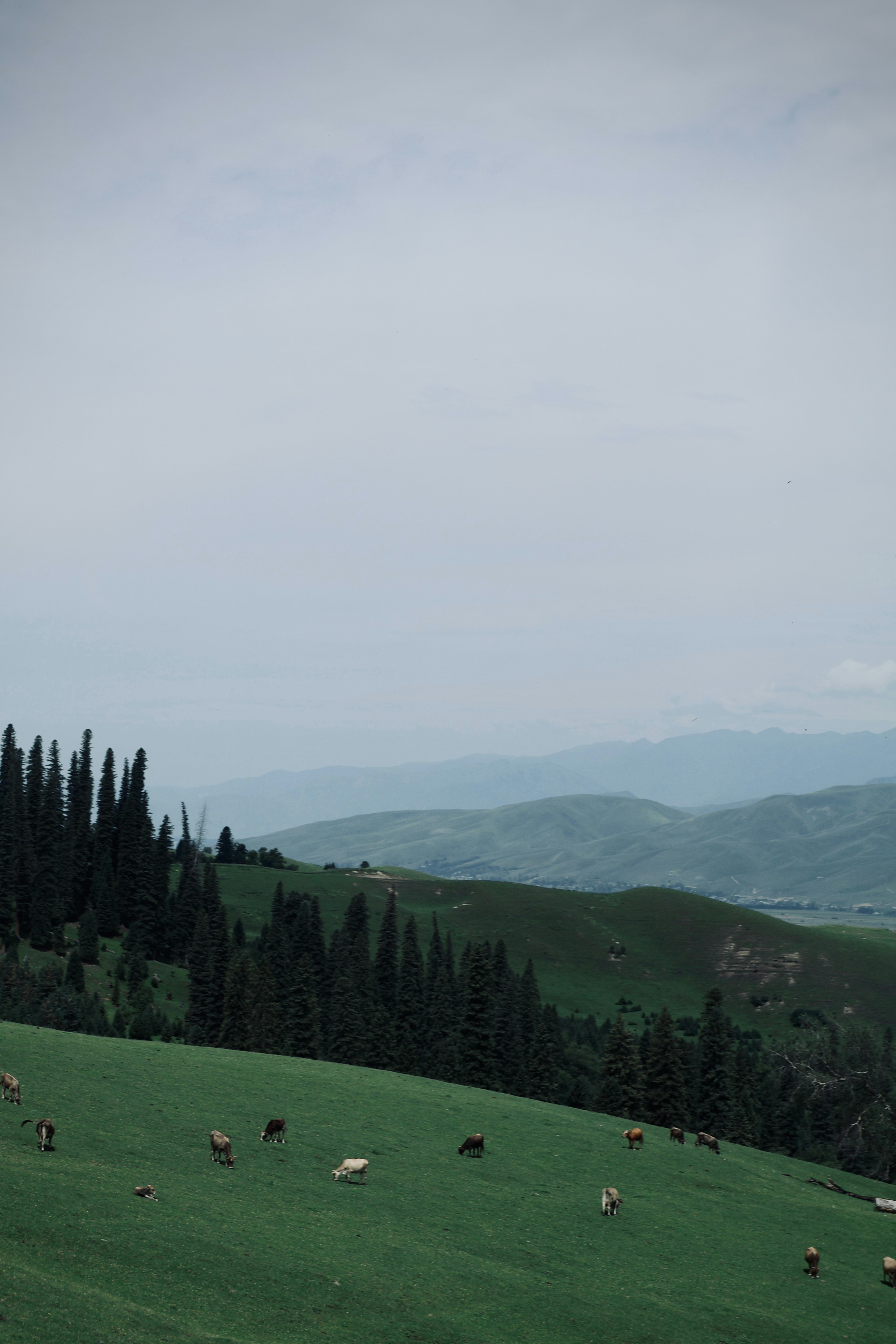 Cows graze peacefully on a green, rolling hillside.