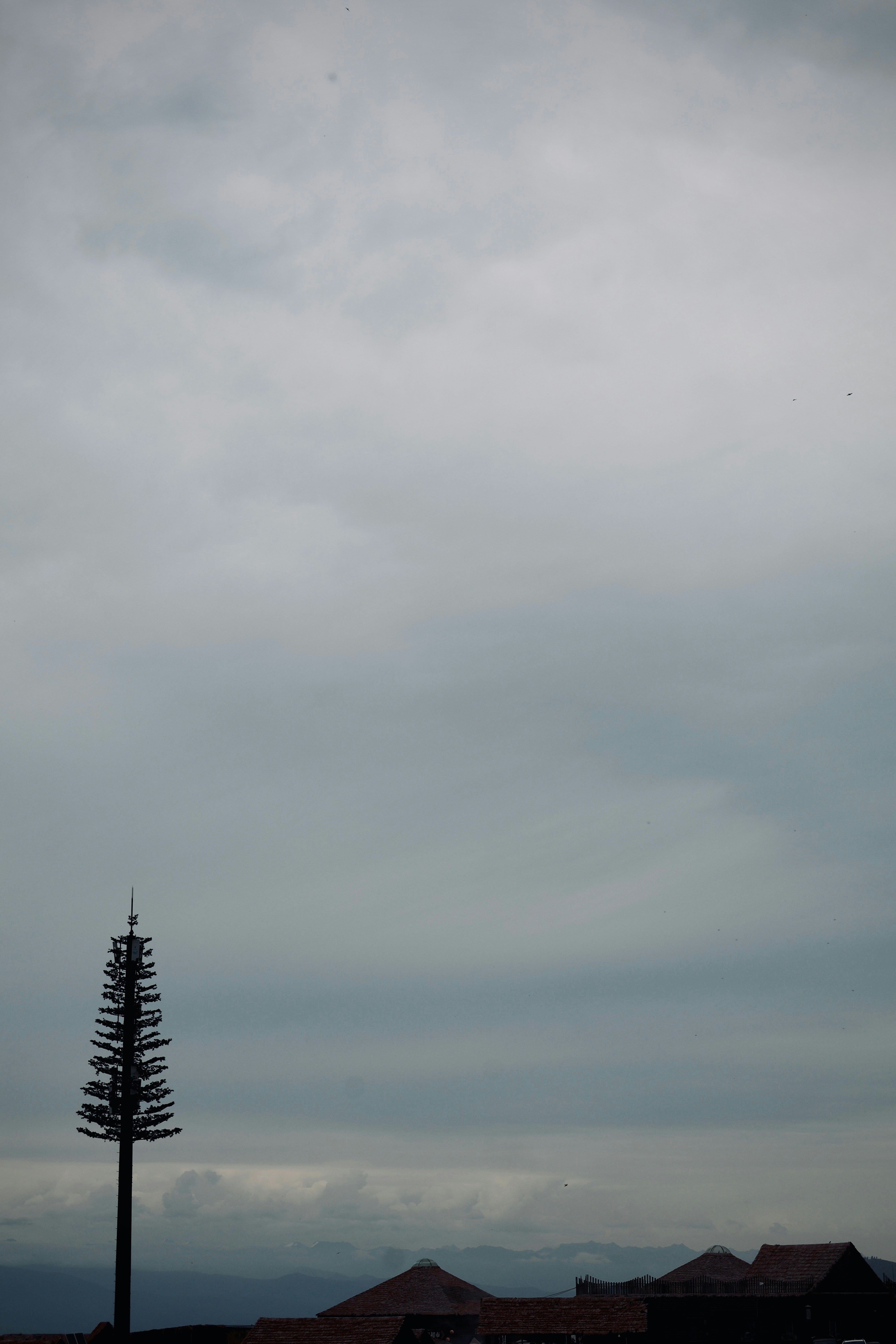 Silent Sentinel: Nature Meets Urbanity