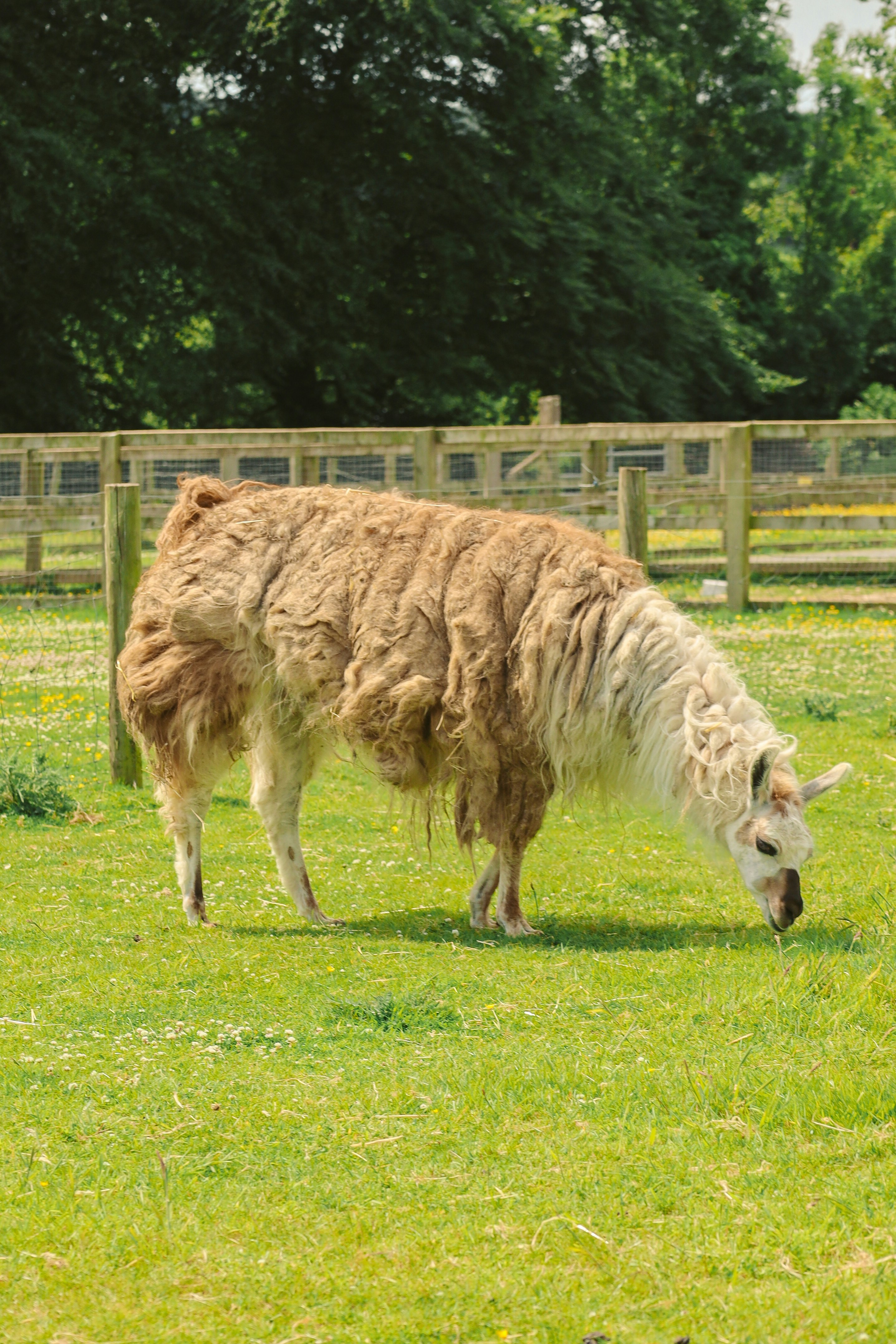 Grazing Harmony: A Llama's Day in the Meadow