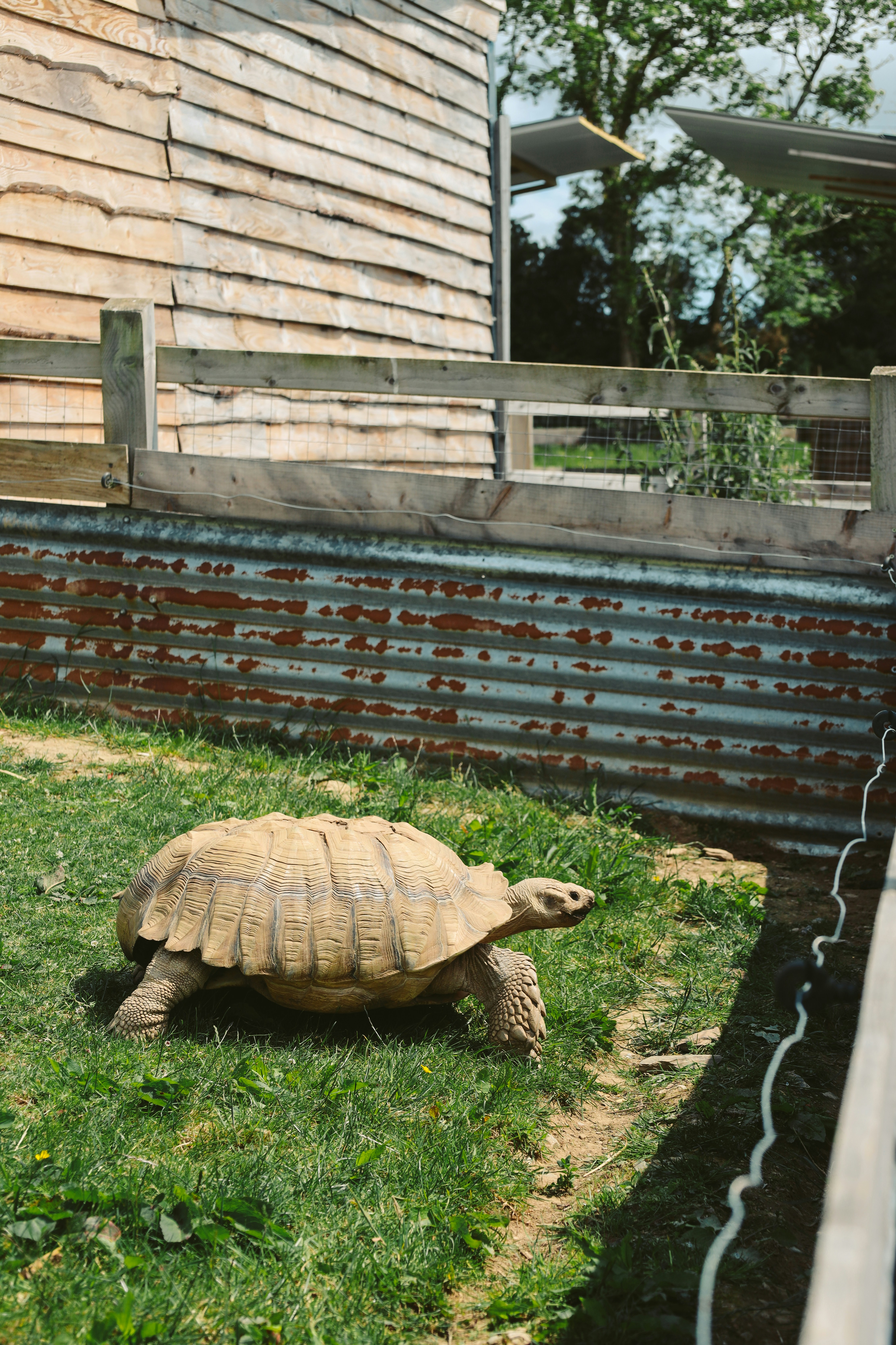 Tortoise on a Journey Through Rustic Surroundings