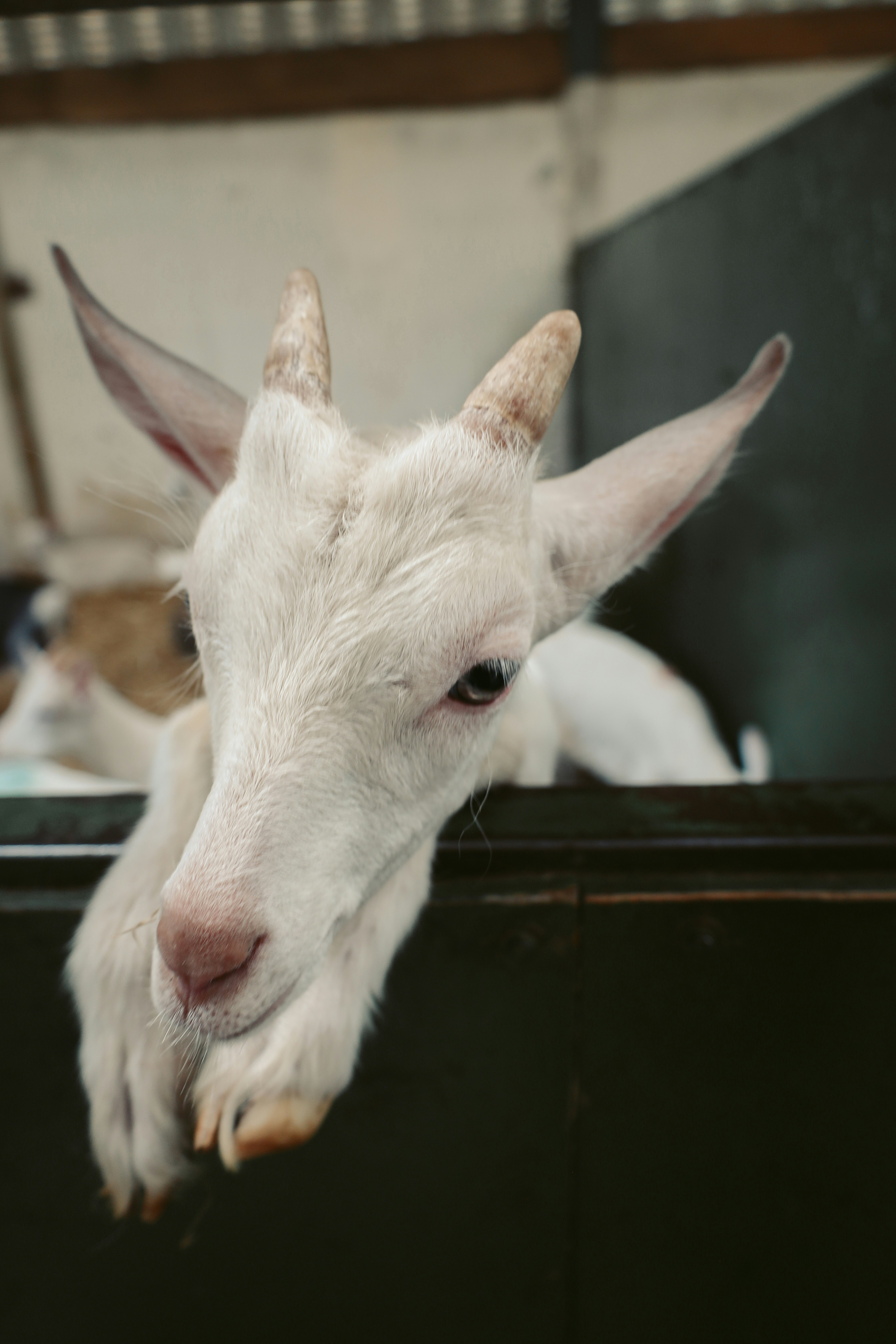 Curious Kid: A Glimpse into Goat Life