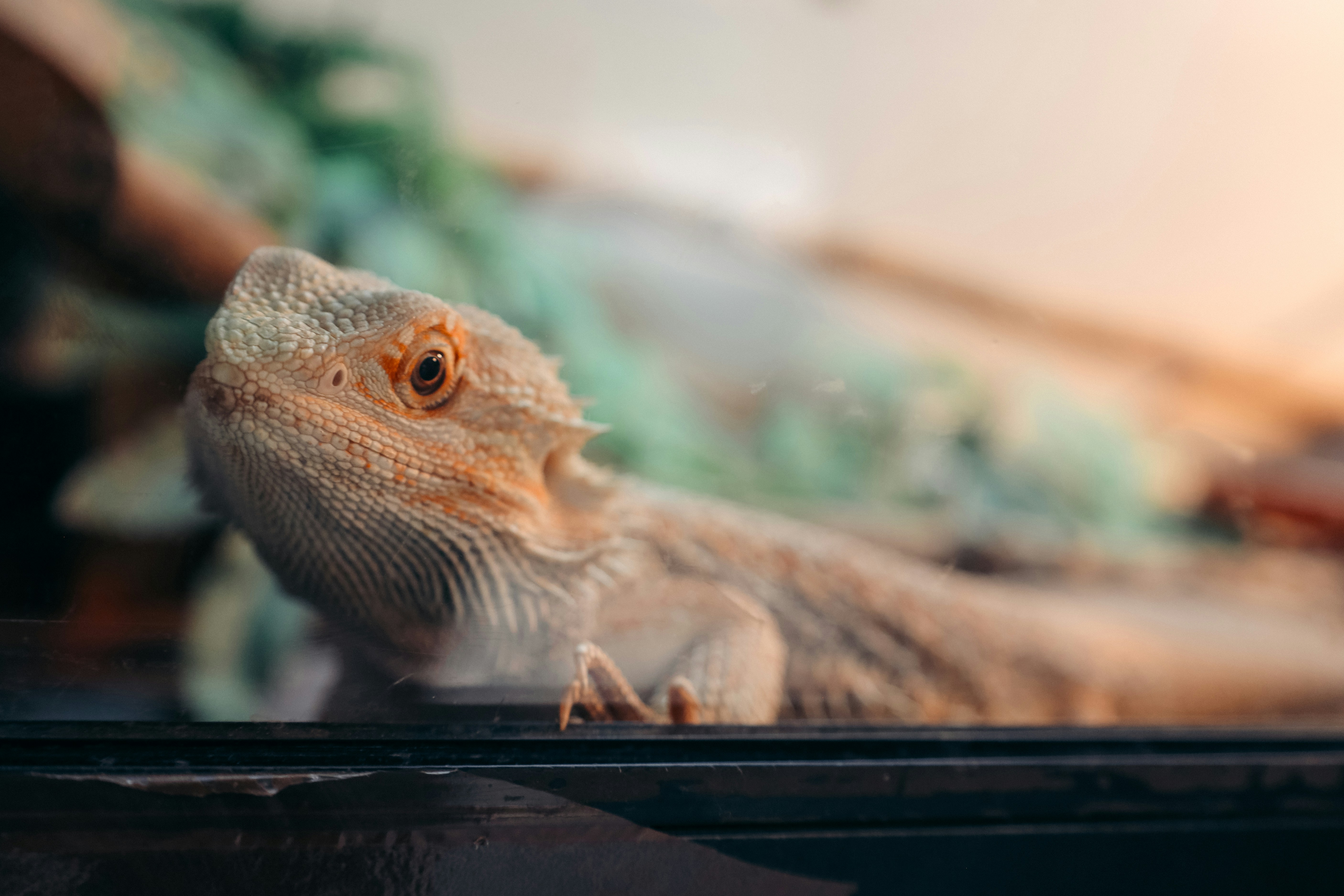 A bearded dragon rests and looks forward.