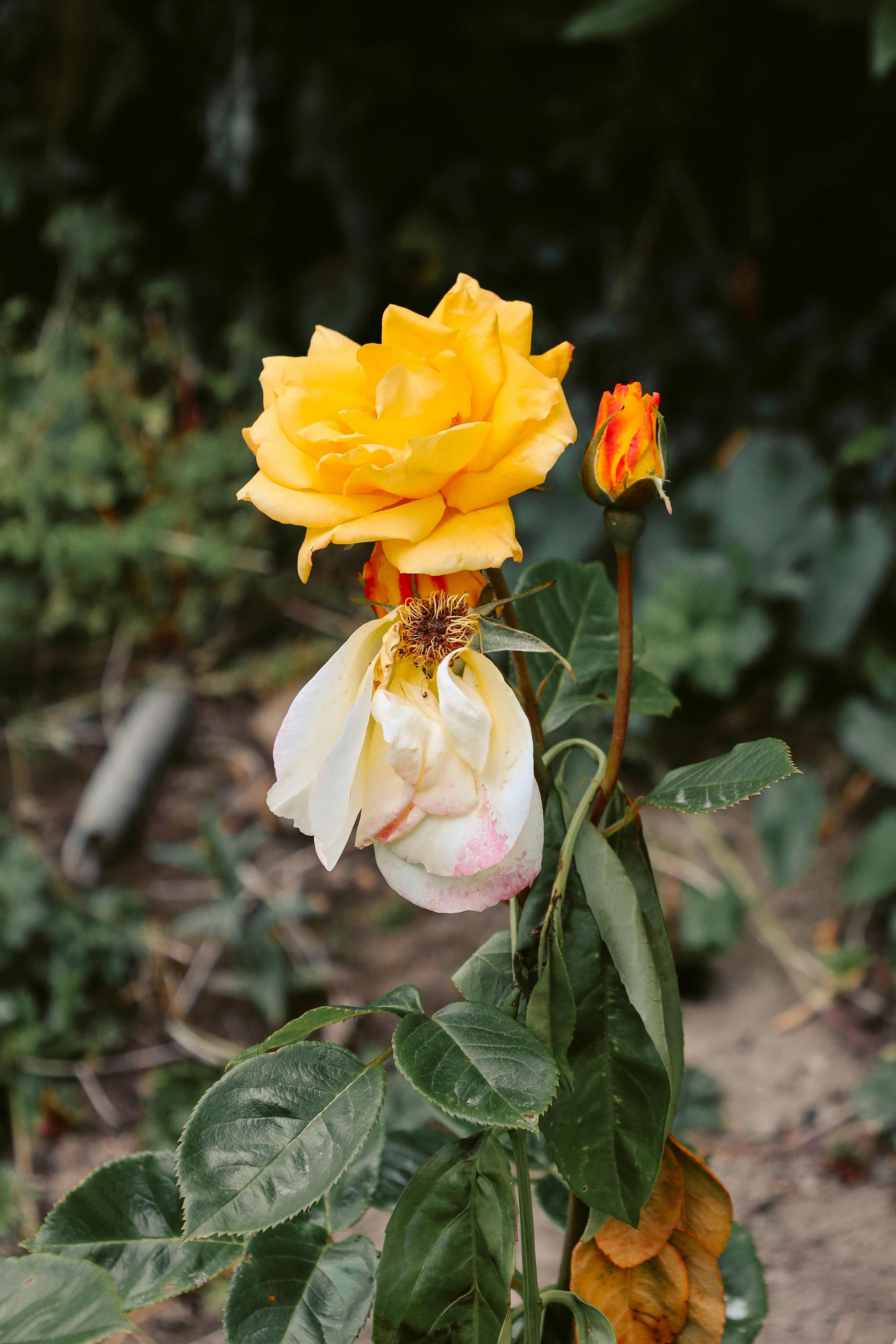 A Symphony of Roses: The Dance of Life and Decay