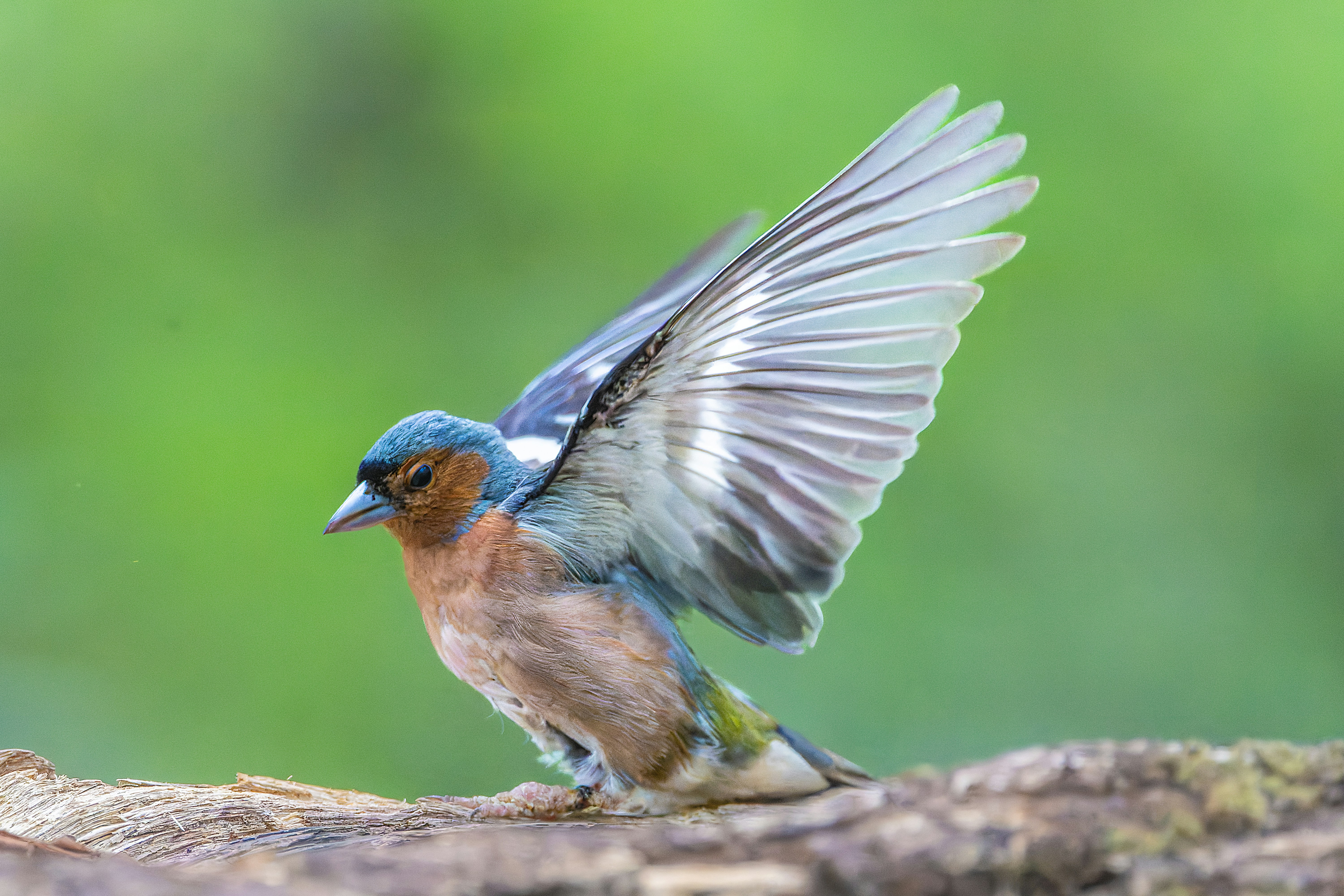 Chaffinch with outstretched wings perched on a log, displaying vibrant plumage against a soft green background.