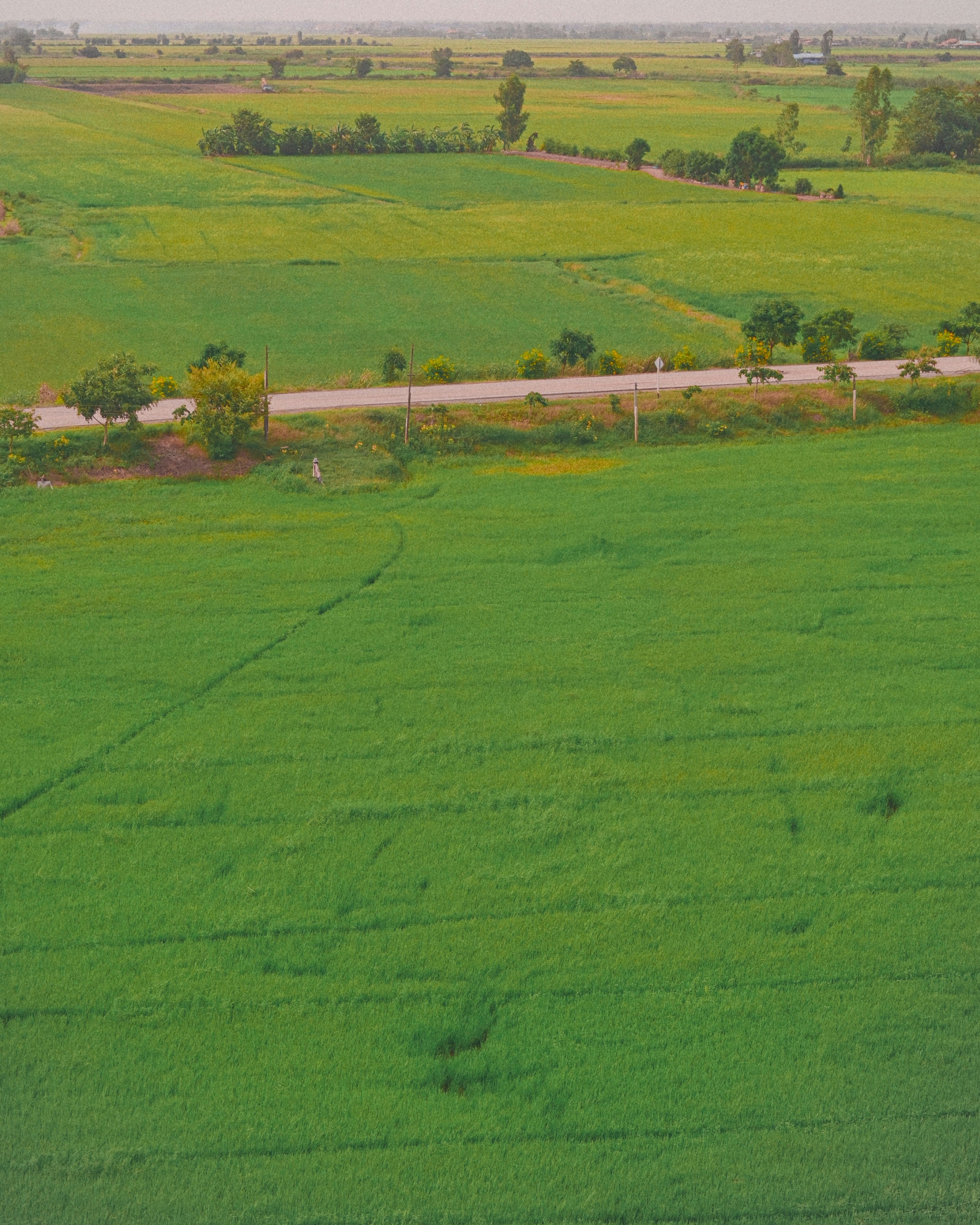 Emerald Tapestry: A Road Through Verdant Fields