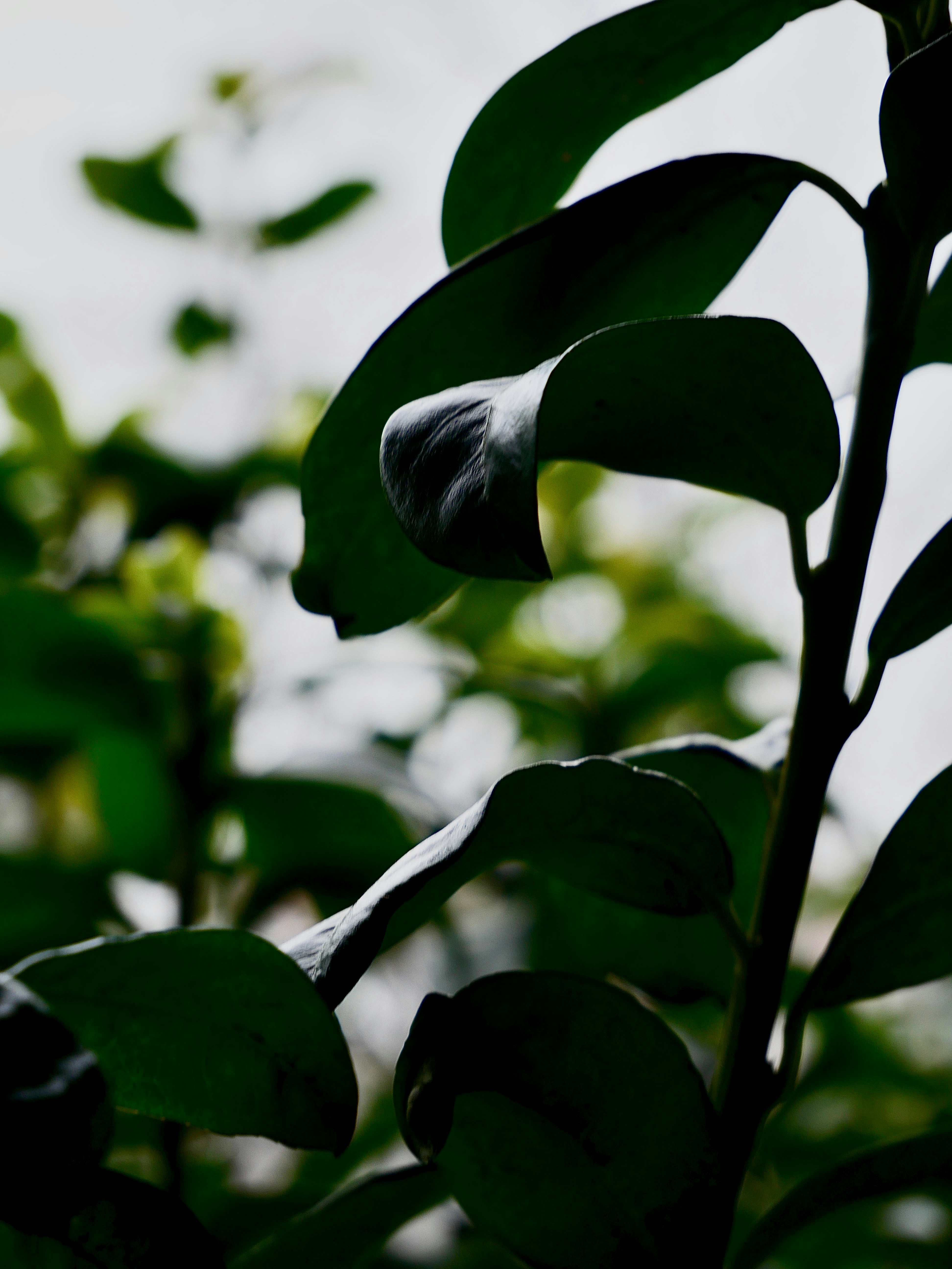 Dark green leaves stand against a light background.