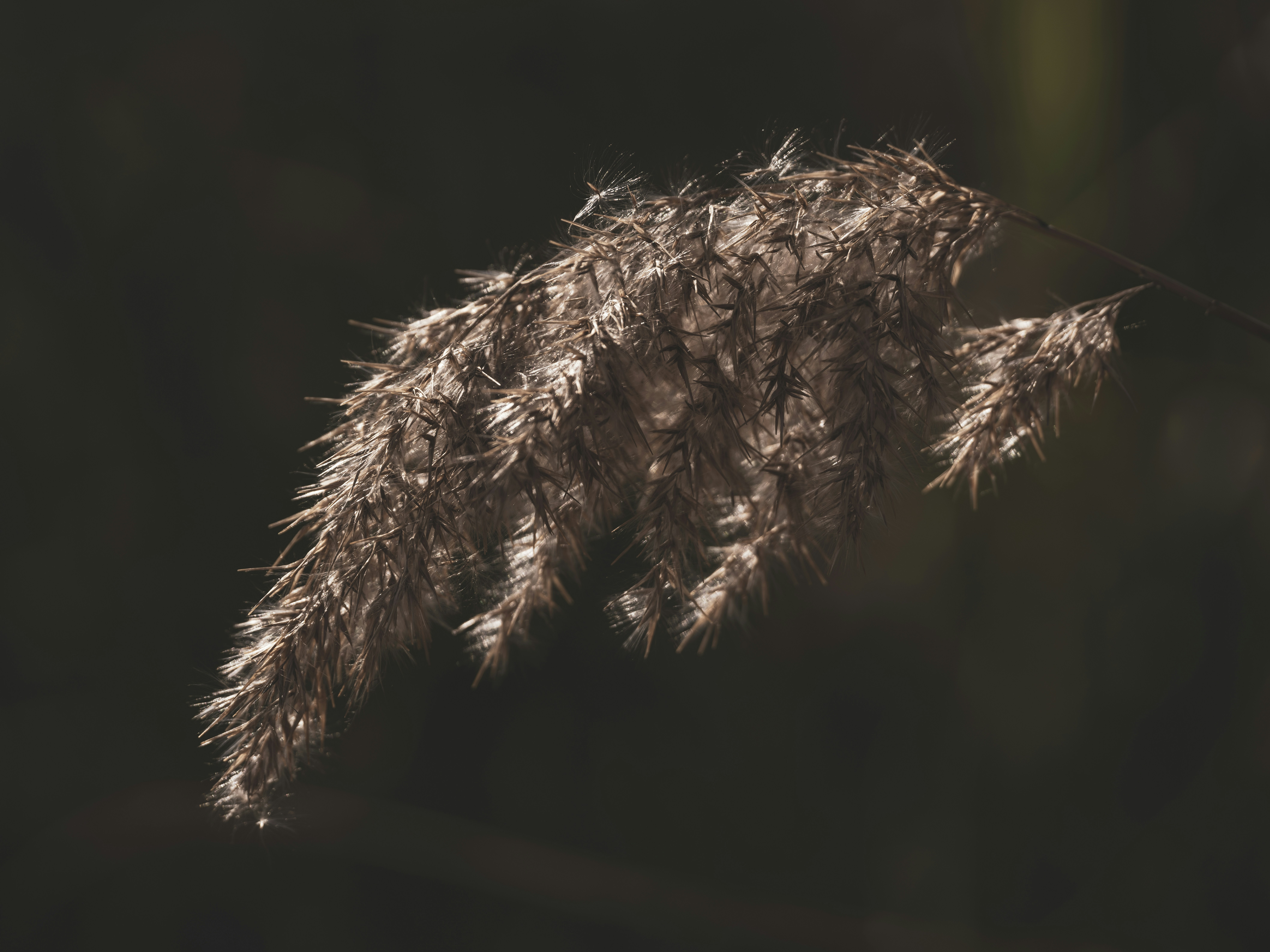 Beautiful leaves of a summer plant | Dry plant seeds are lit by sunlight.