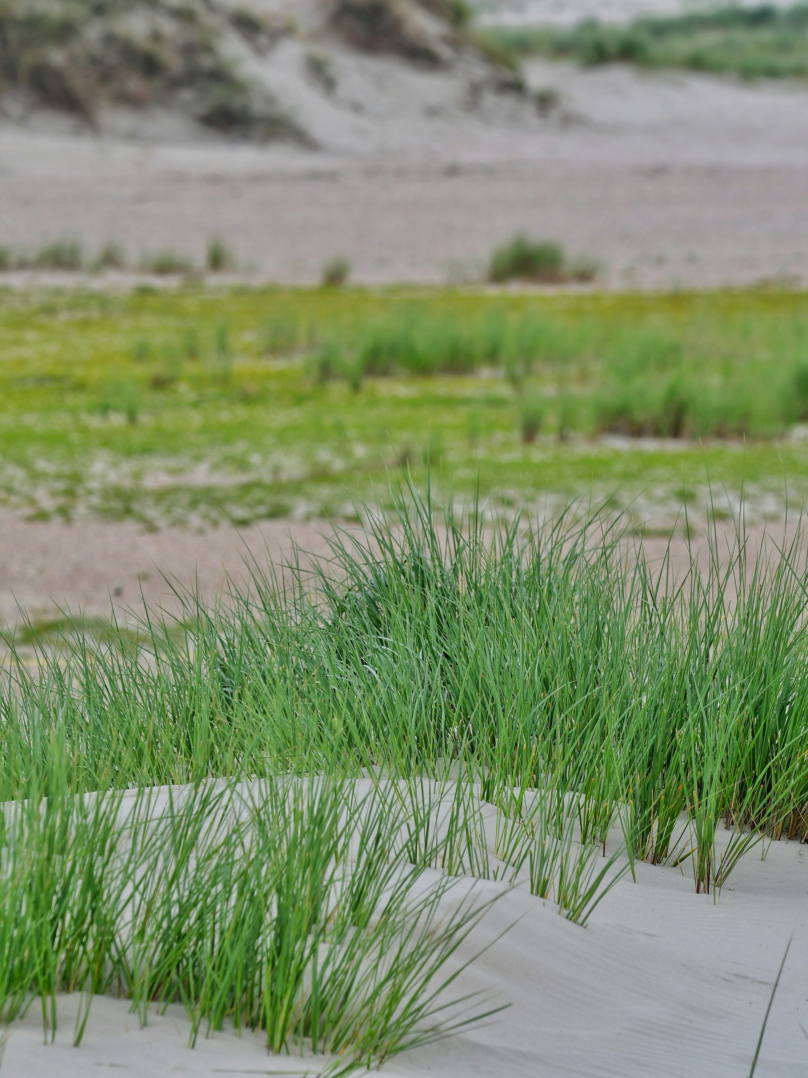 Tufted Dune Grass Anchors a Quiet Coastal Sandscape