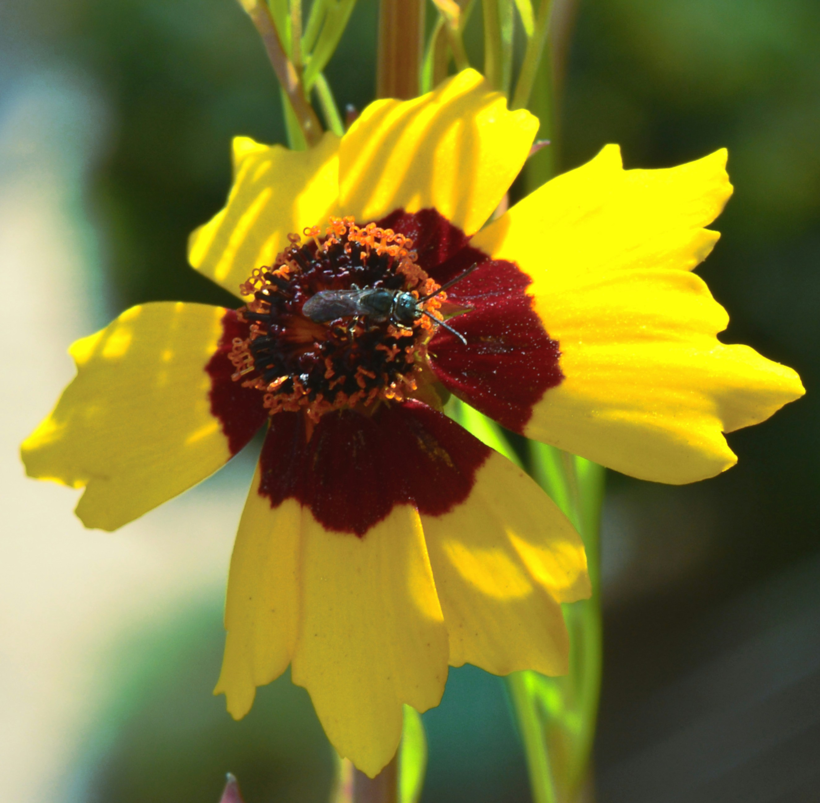 Blüte mit kleinem Insekt | A beautiful yellow flower with a bug.