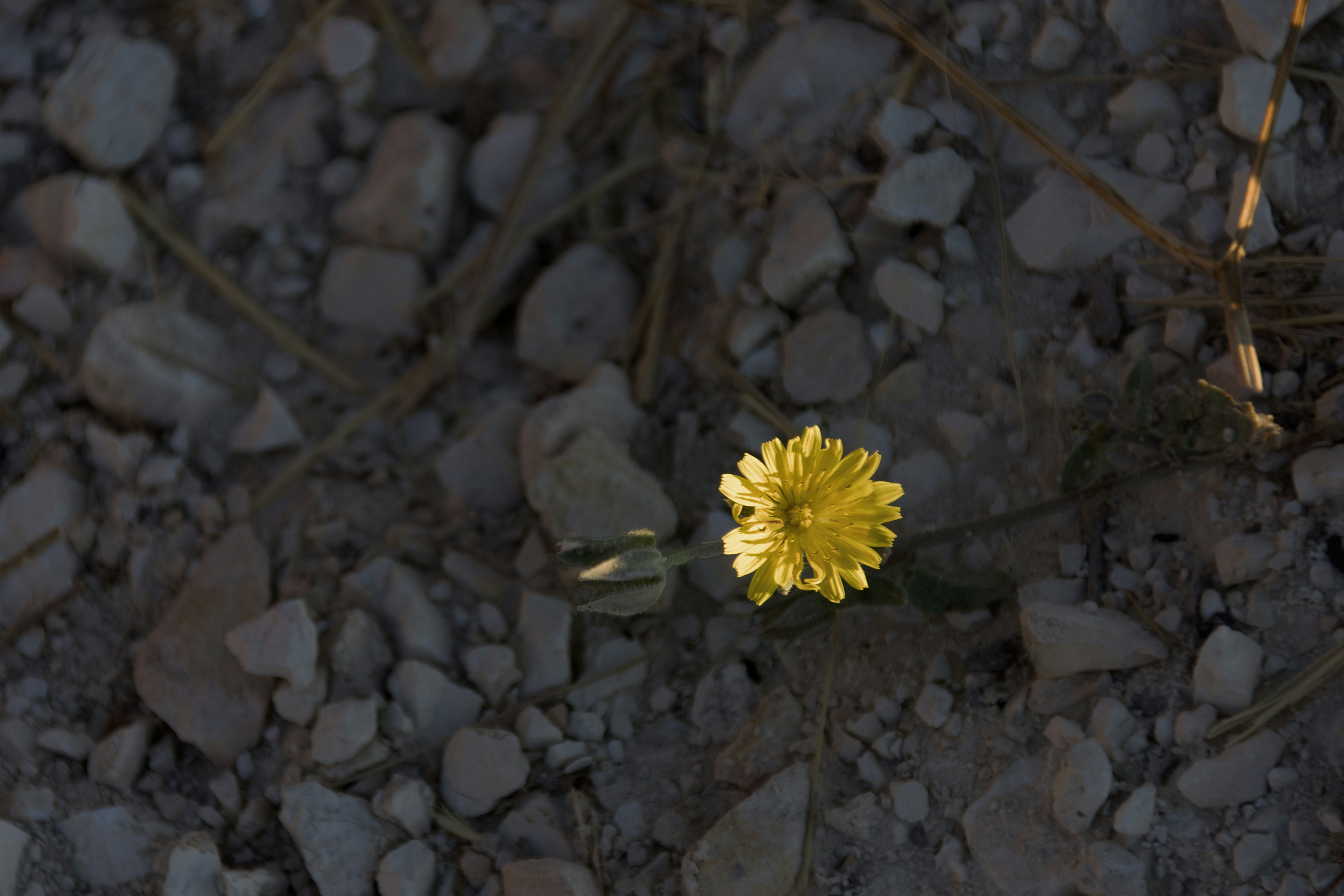 Resilient Bloom Amidst the Stones