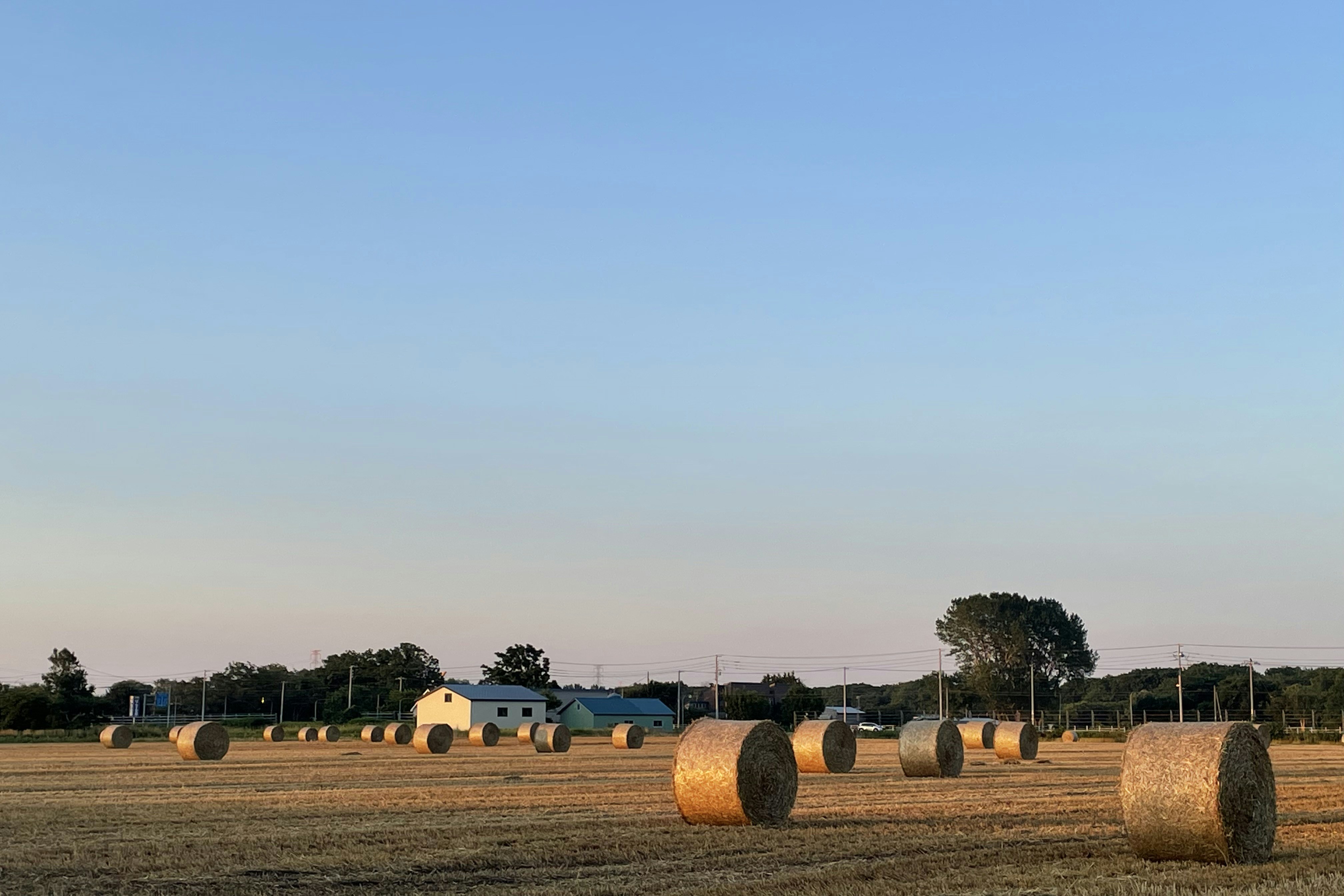 Golden Fields: A Harvest's Embrace