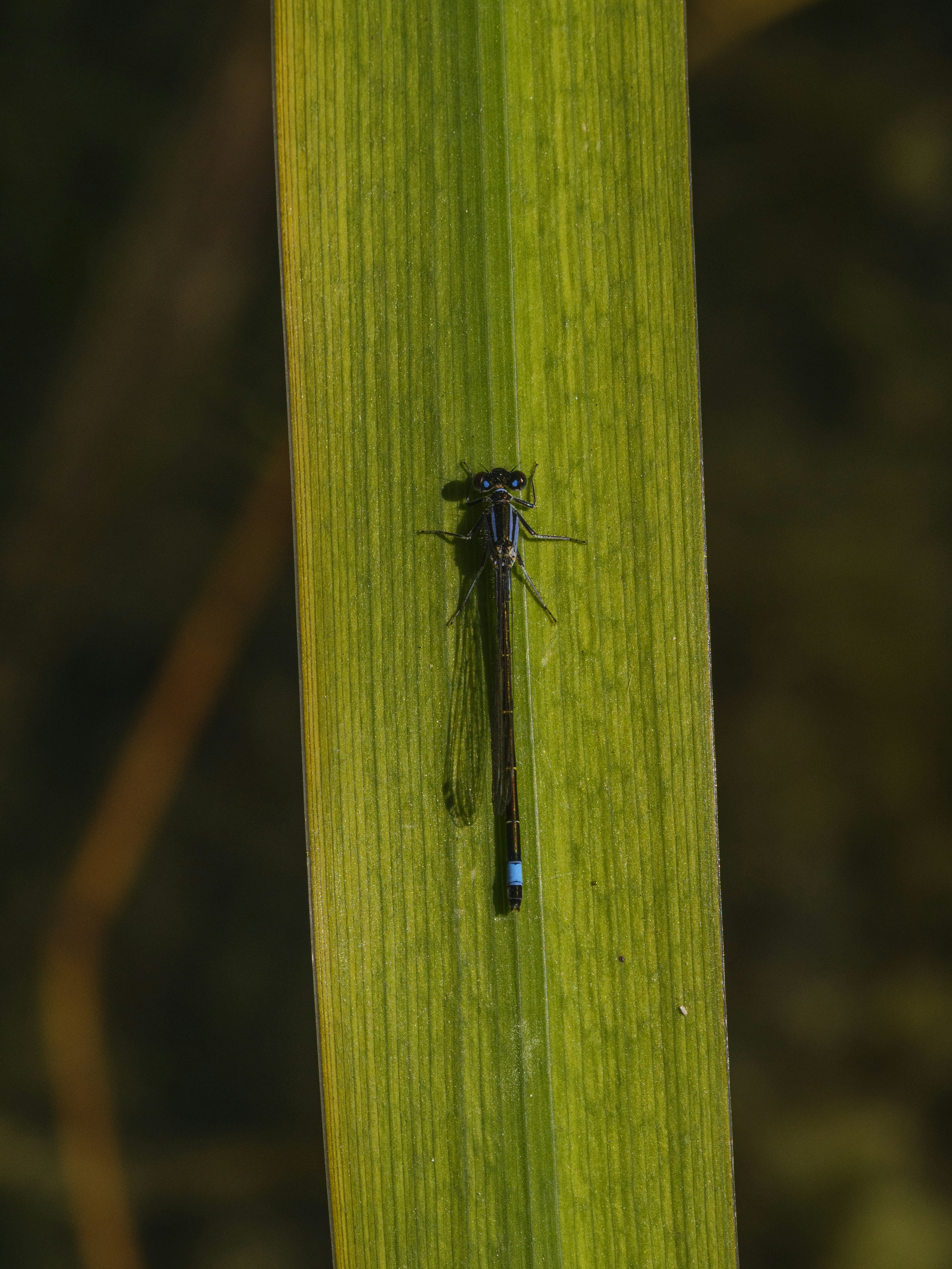 A Dance of Nature: The Blue-Tipped Dragonfly