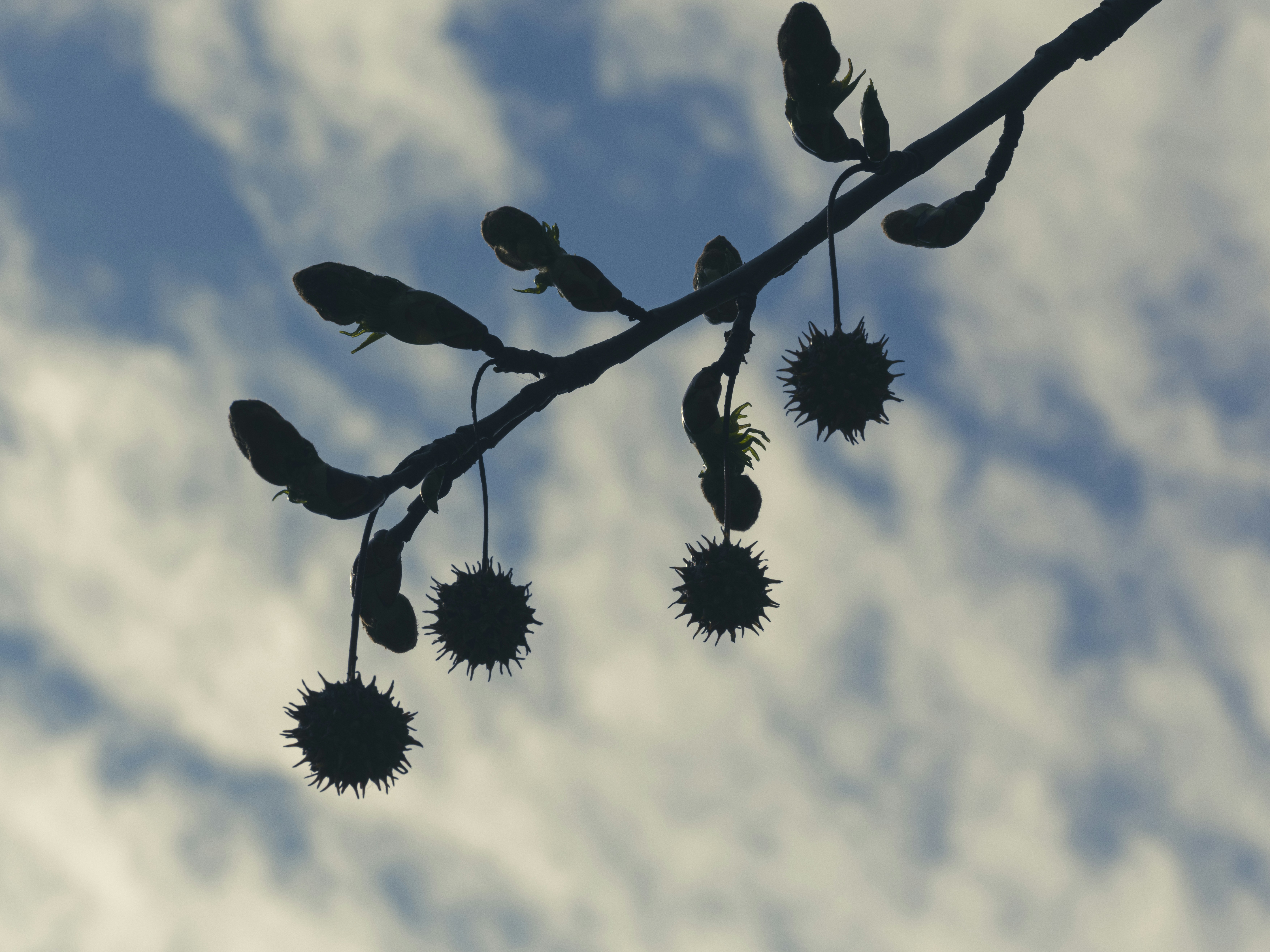 Lovely plants growing in the forest | Silhouetted tree branch and seeds against a cloudy sky.