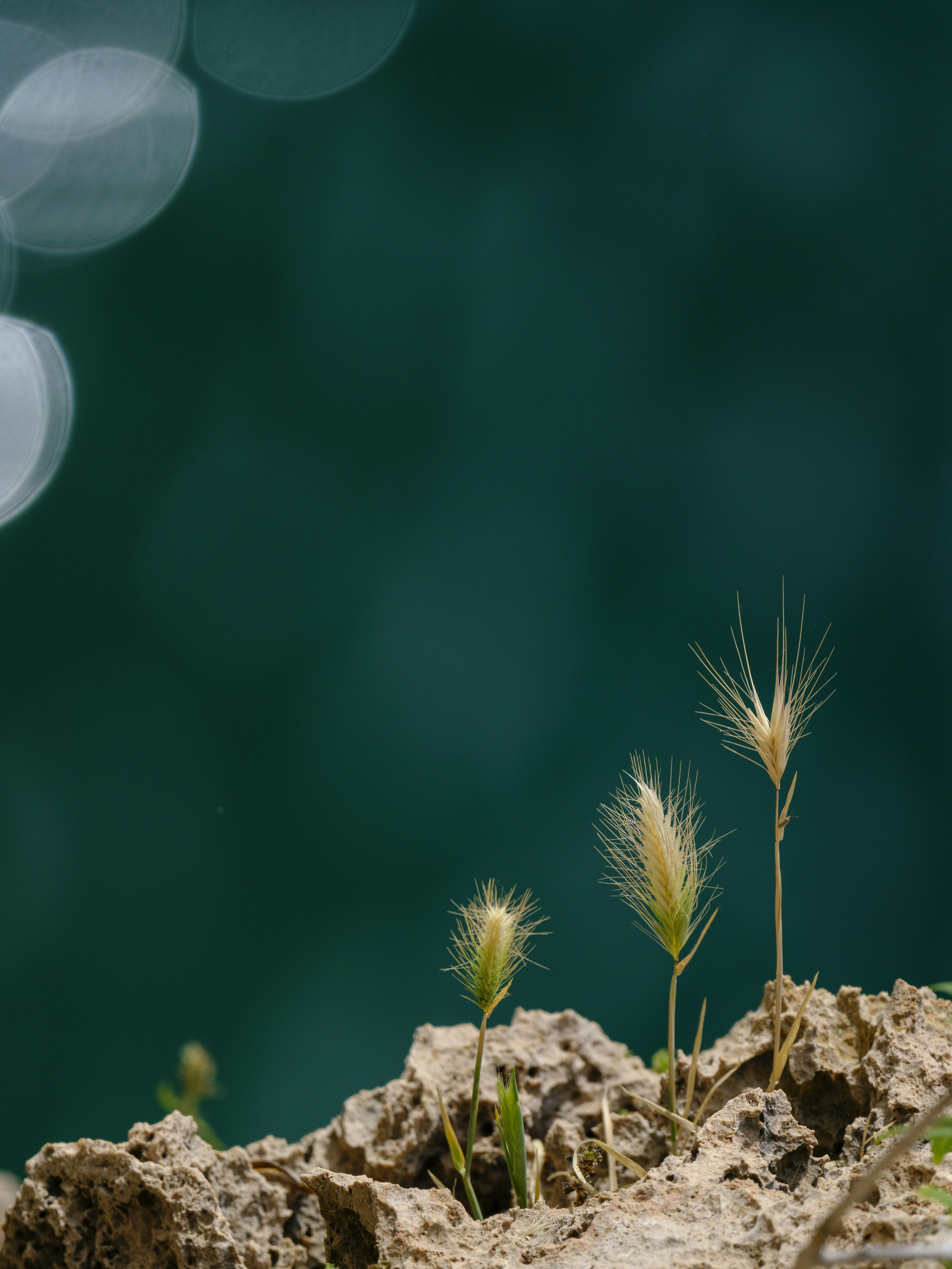 Desert Bloom: Fragrant Grasses Piercing a Crag