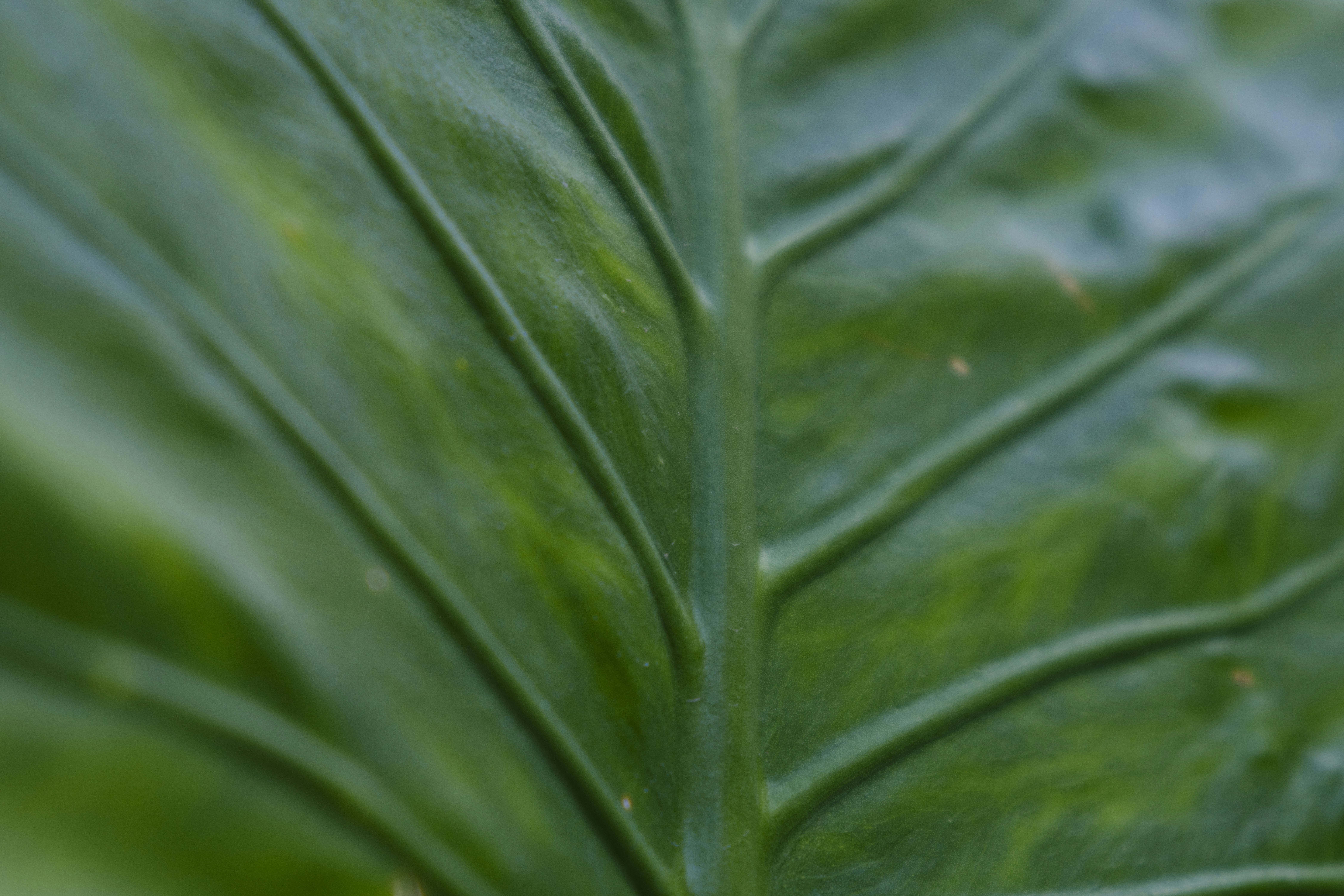 Detailed close-up of a green leaf showcasing its intricate vein structure and texture.