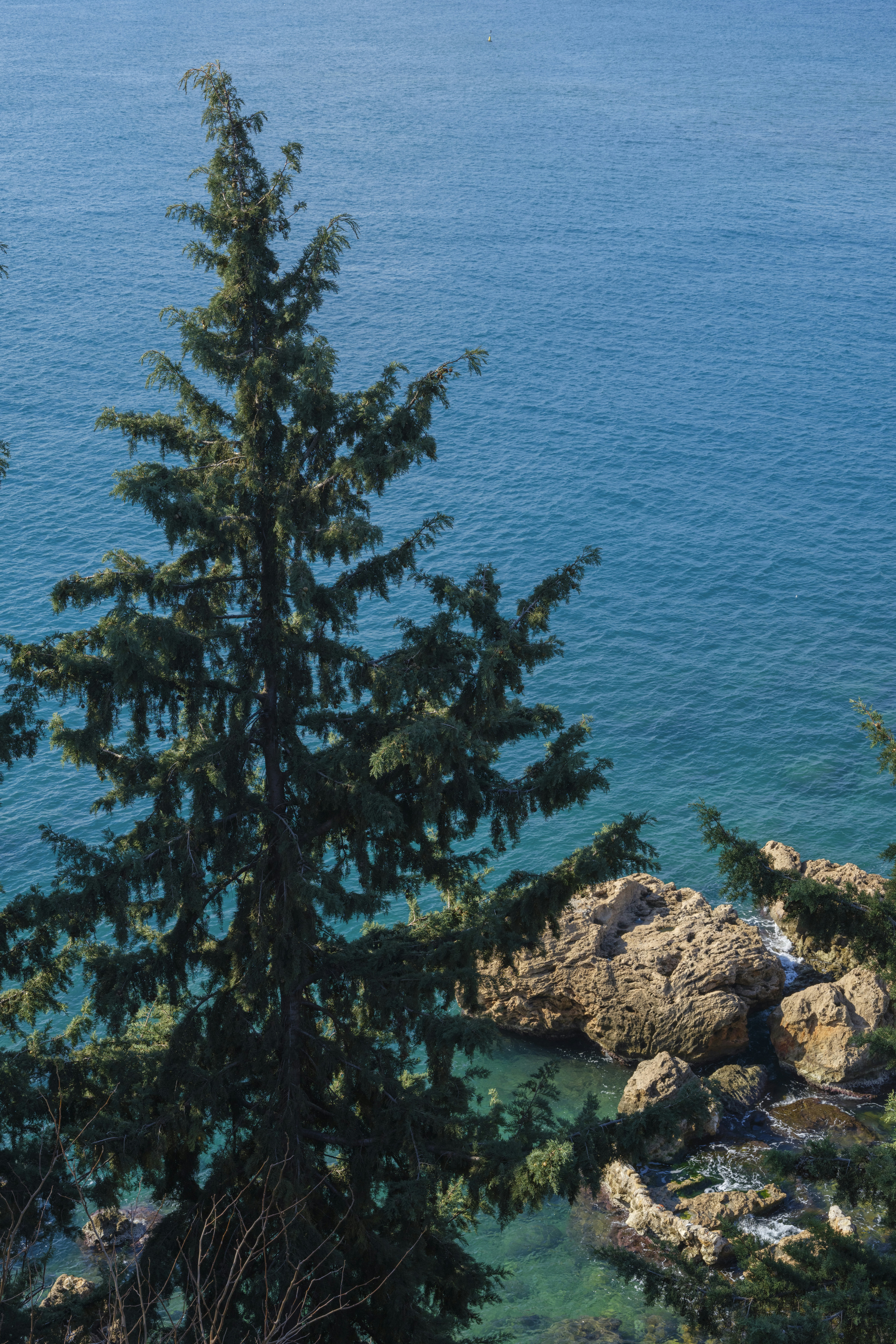 Pine trees with a beautiful sea view in the background | A pine tree overlooks the beautiful, blue ocean.