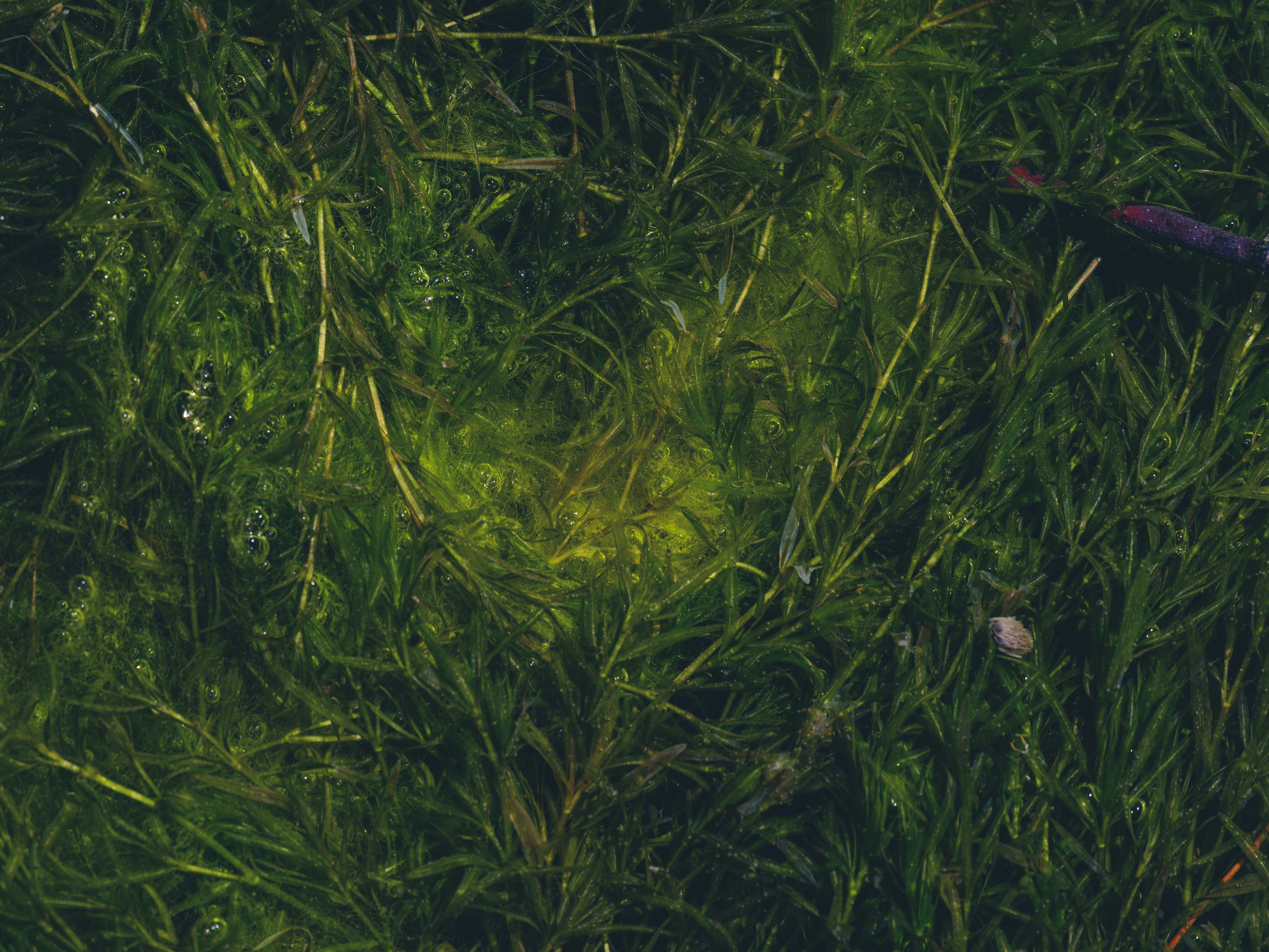 Glowing Green Field: A Quiet Moment in Grass Under Soft Light