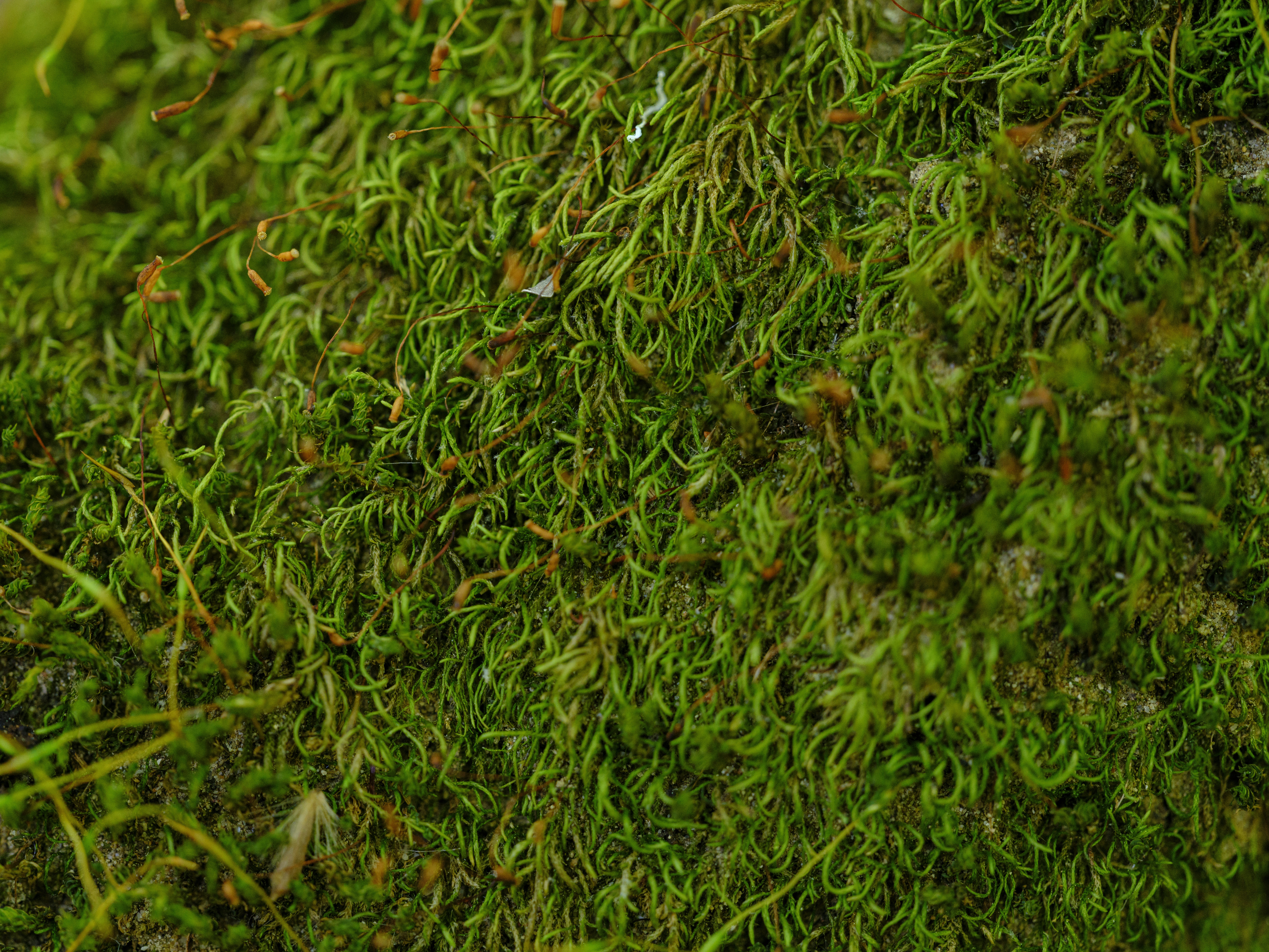 Close-up view of vibrant green moss covering a stone surface, showcasing intricate textures and patterns.