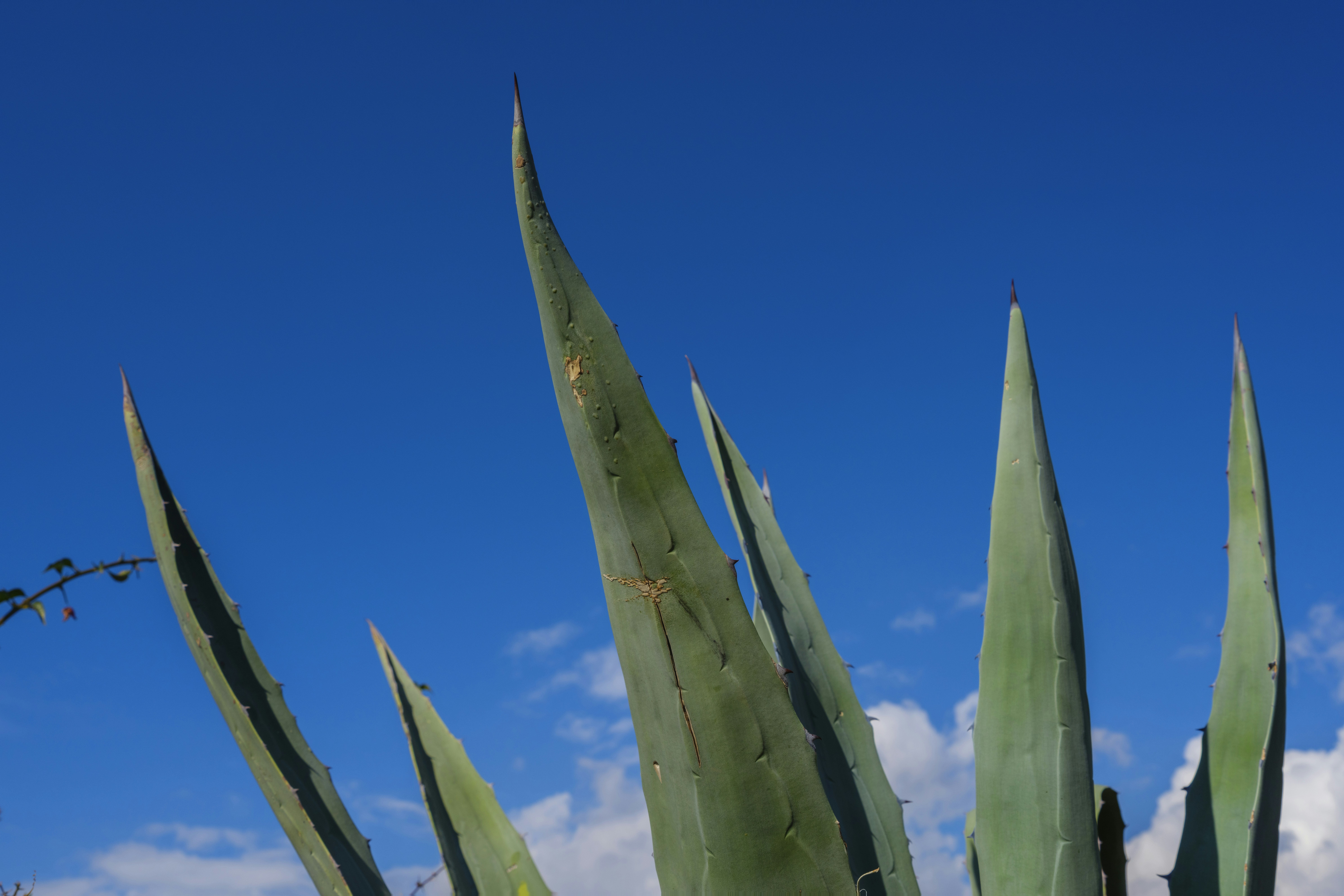 Sculptural Elegance of Agave Against the Sky